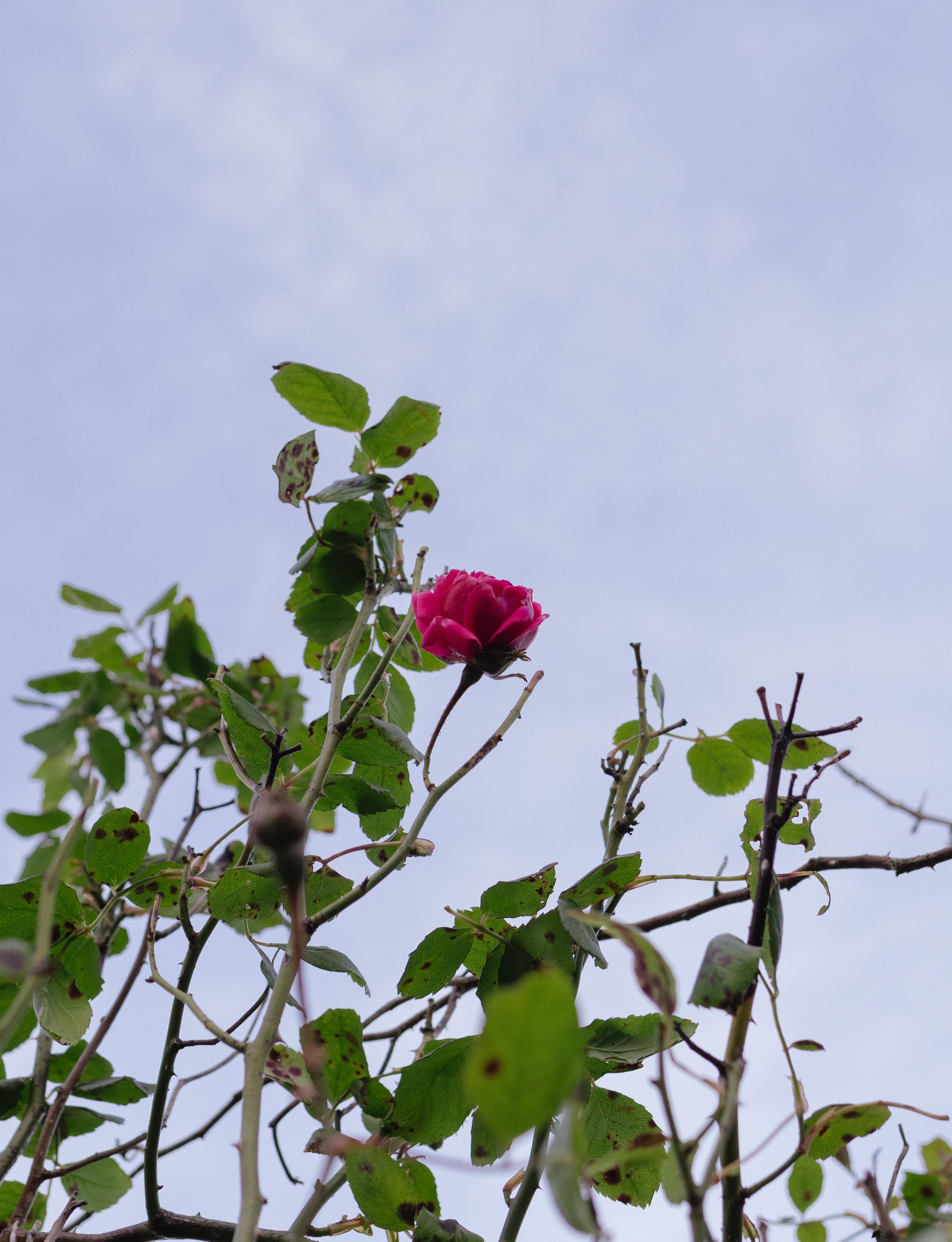 Slide Rose Photos, Download The BEST Free Slide Rose Stock Photos & HD ...
