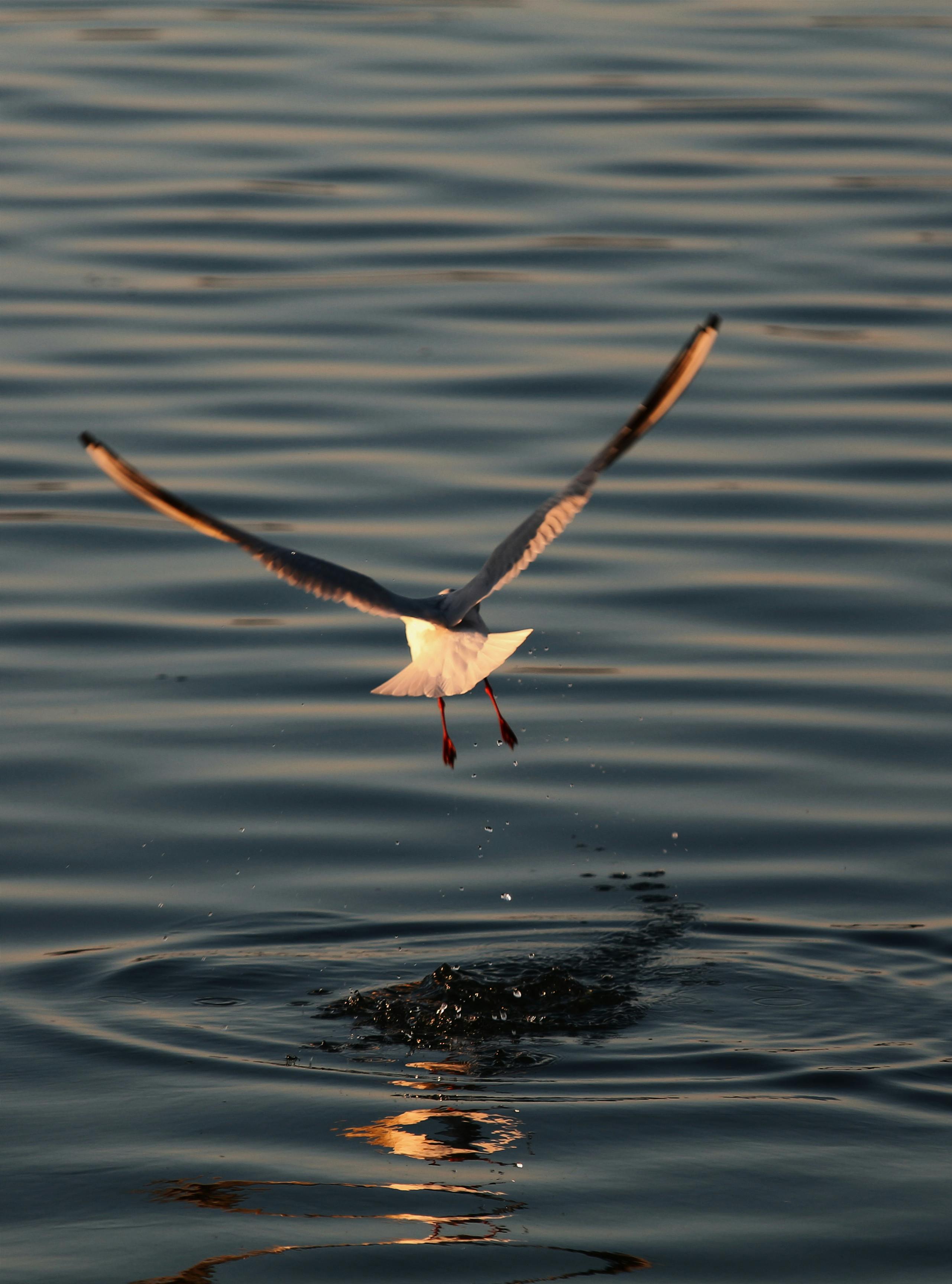 Rear View of a Seagull Taking Off From The Water · Free Stock Photo