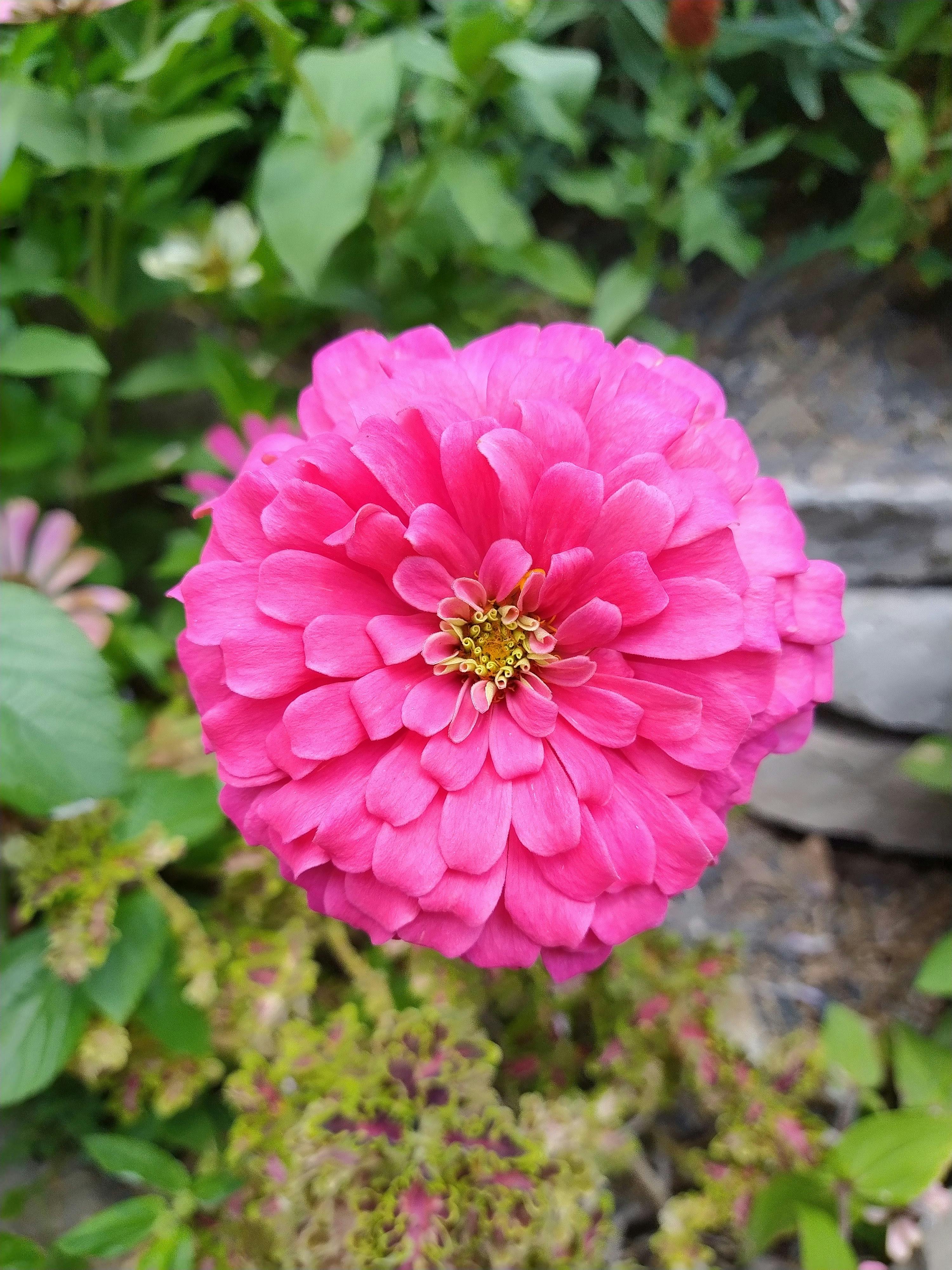 Algae Bloom Photos, Download The BEST Free Algae Bloom Stock Photos ...