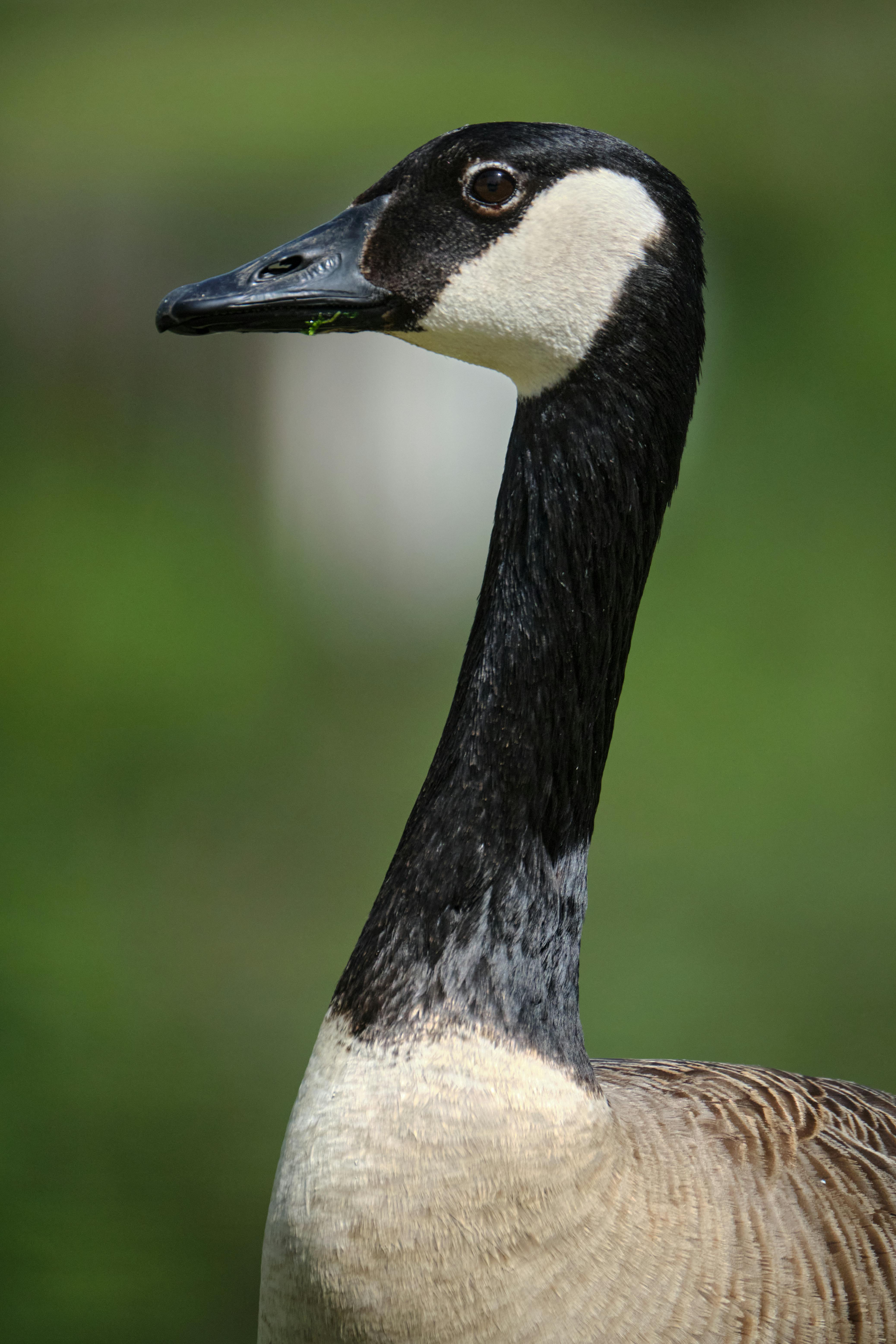 Close Up Photo of a Goose · Free Stock Photo