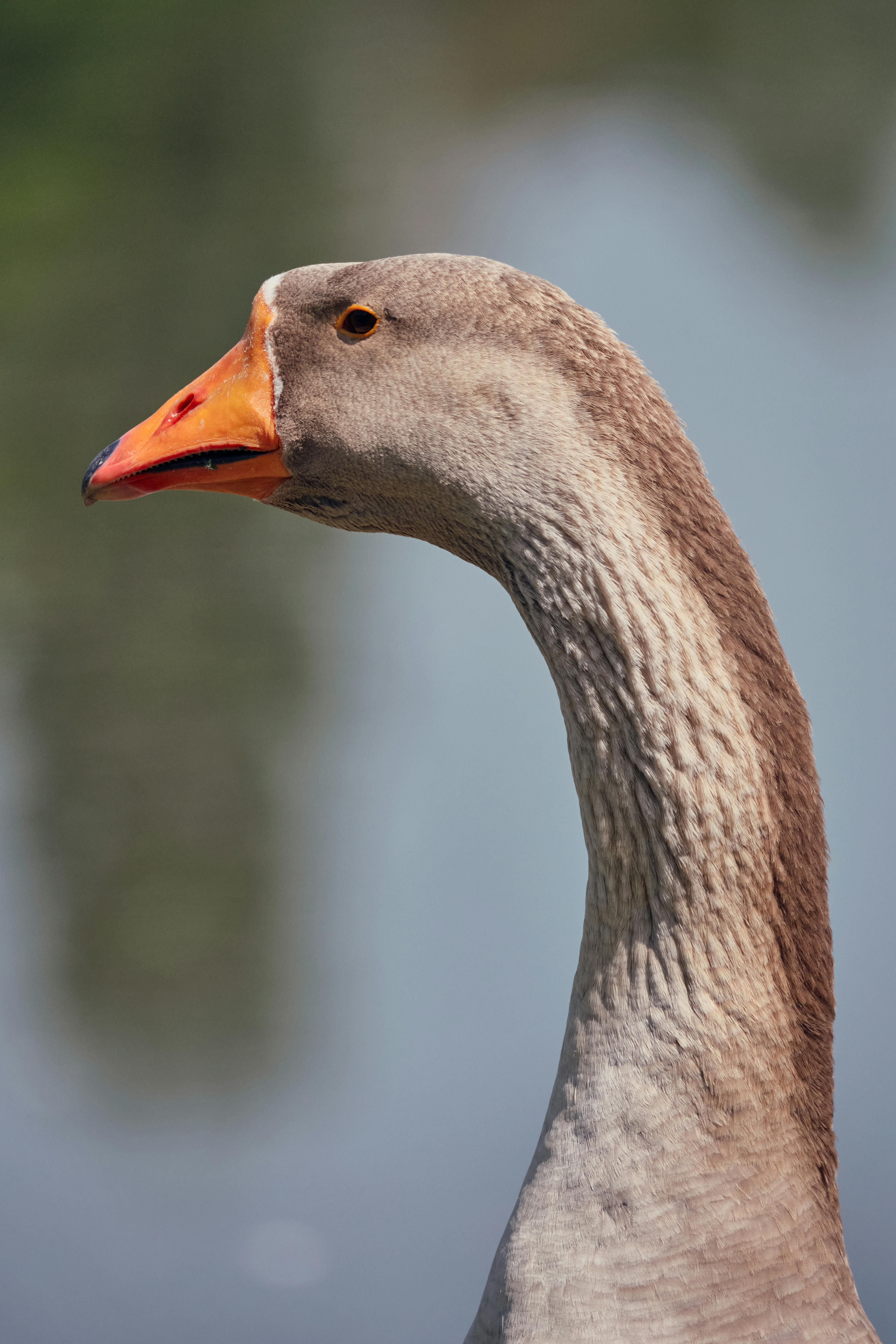 White Domestic Goose Near a Water Closeup Photo · Free Stock Photo