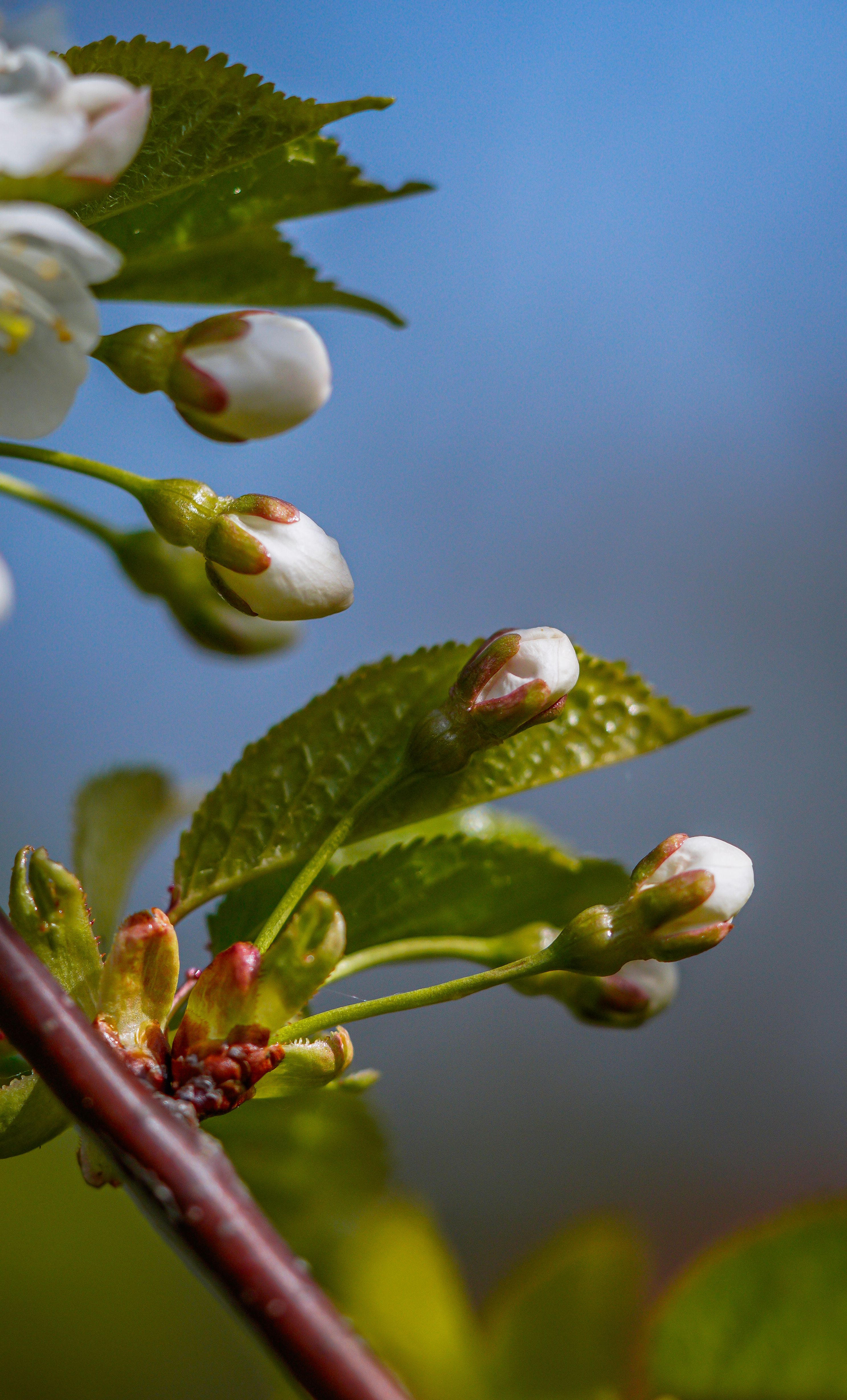 White Flower Buds · Free Stock Photo