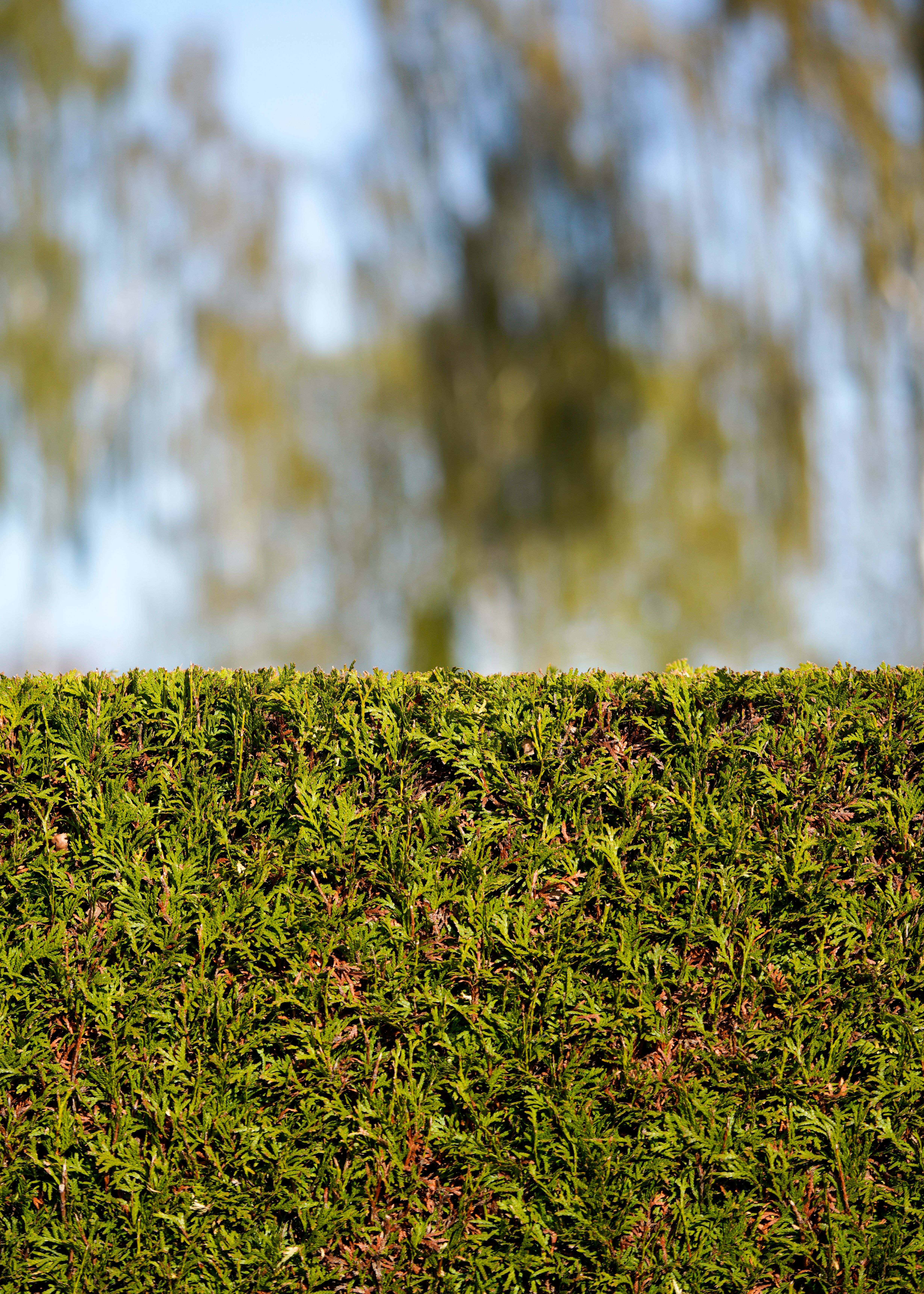 Hedge Photos, Download The BEST Free Hedge Stock Photos & HD Images