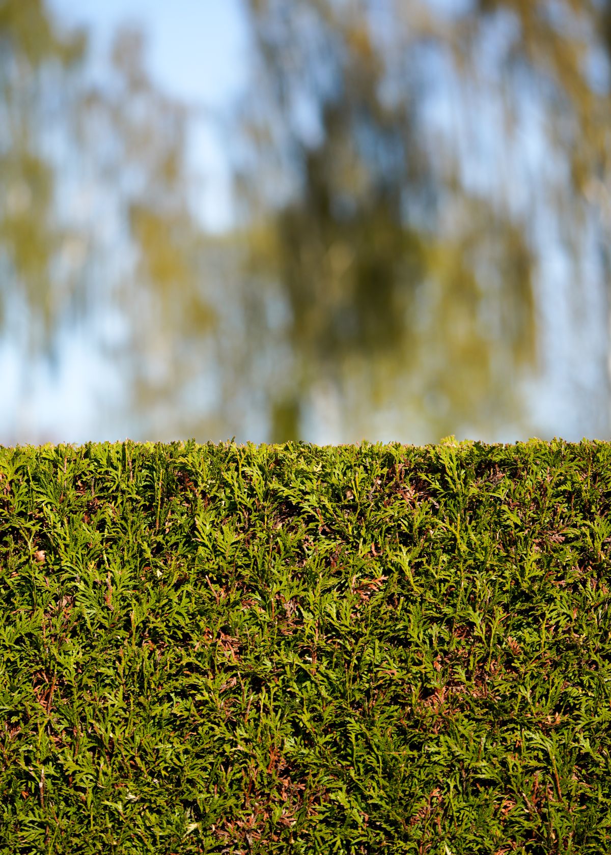 Hedge Photos, Download The BEST Free Hedge Stock Photos & HD Images