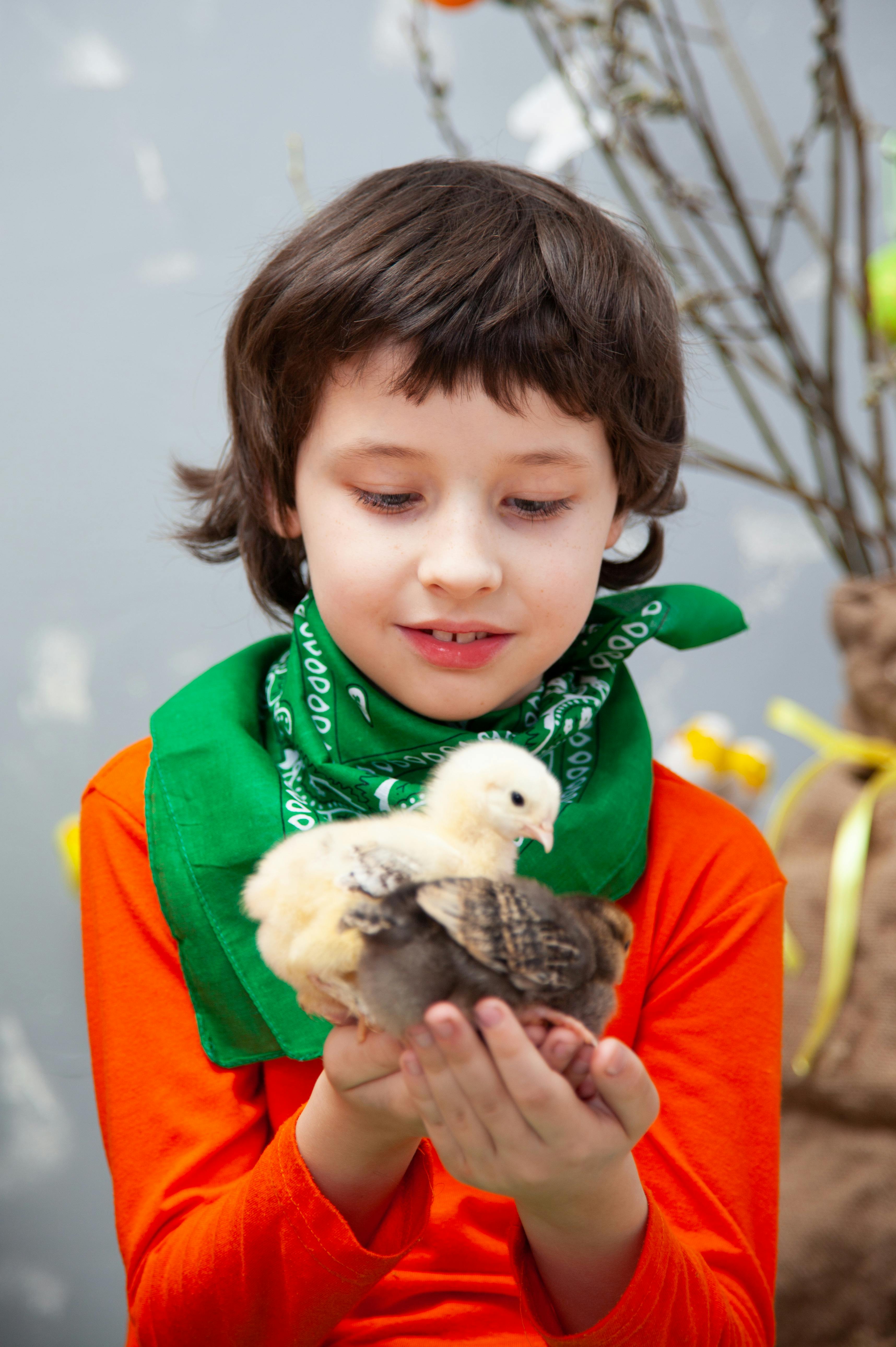 400+ Best Chicks Photos · 100% Free Download · Pexels Stock Photos