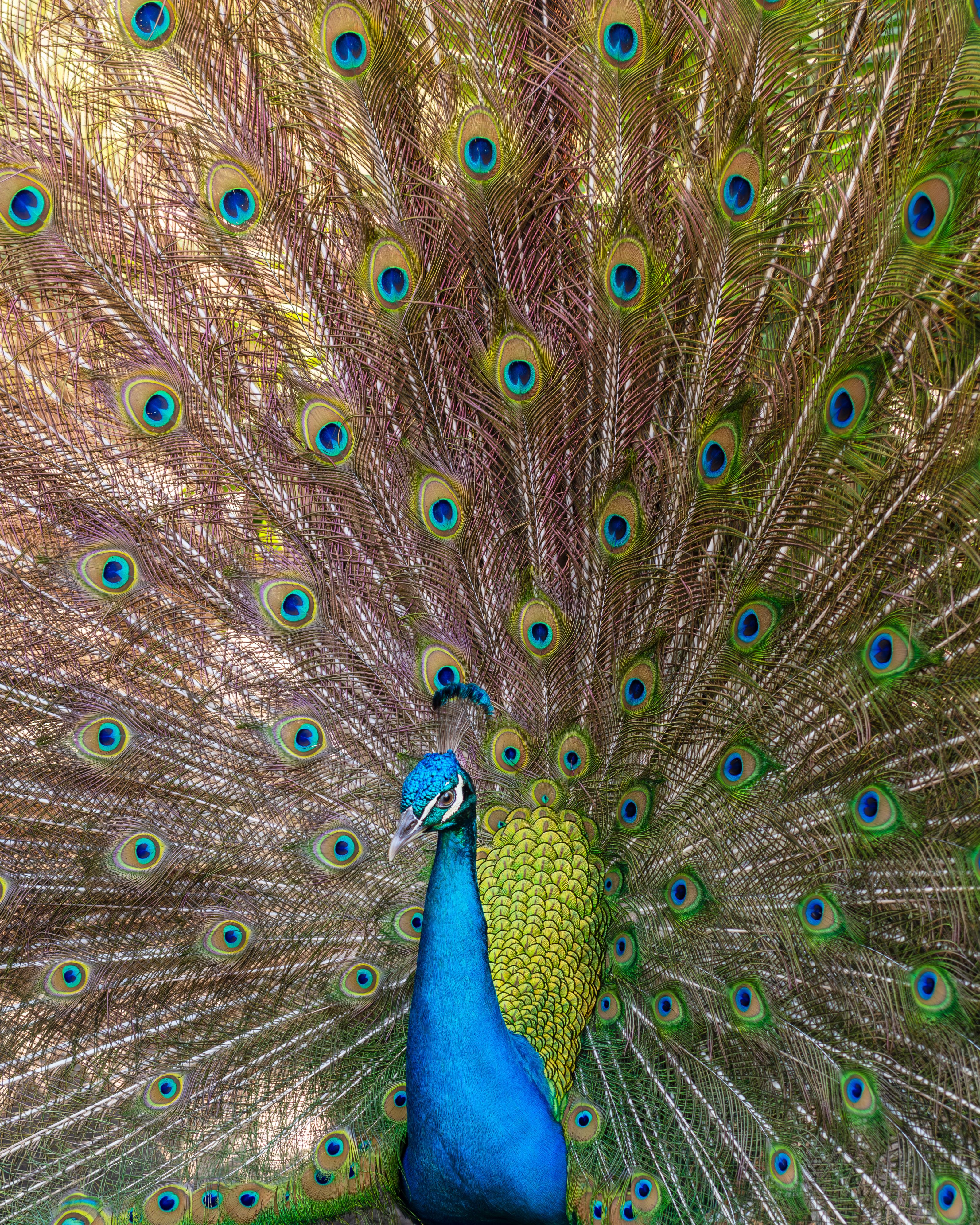 610.026+ Fotos y Imágenes de Wildlife zoom backgrounds Gratis · Banco ...