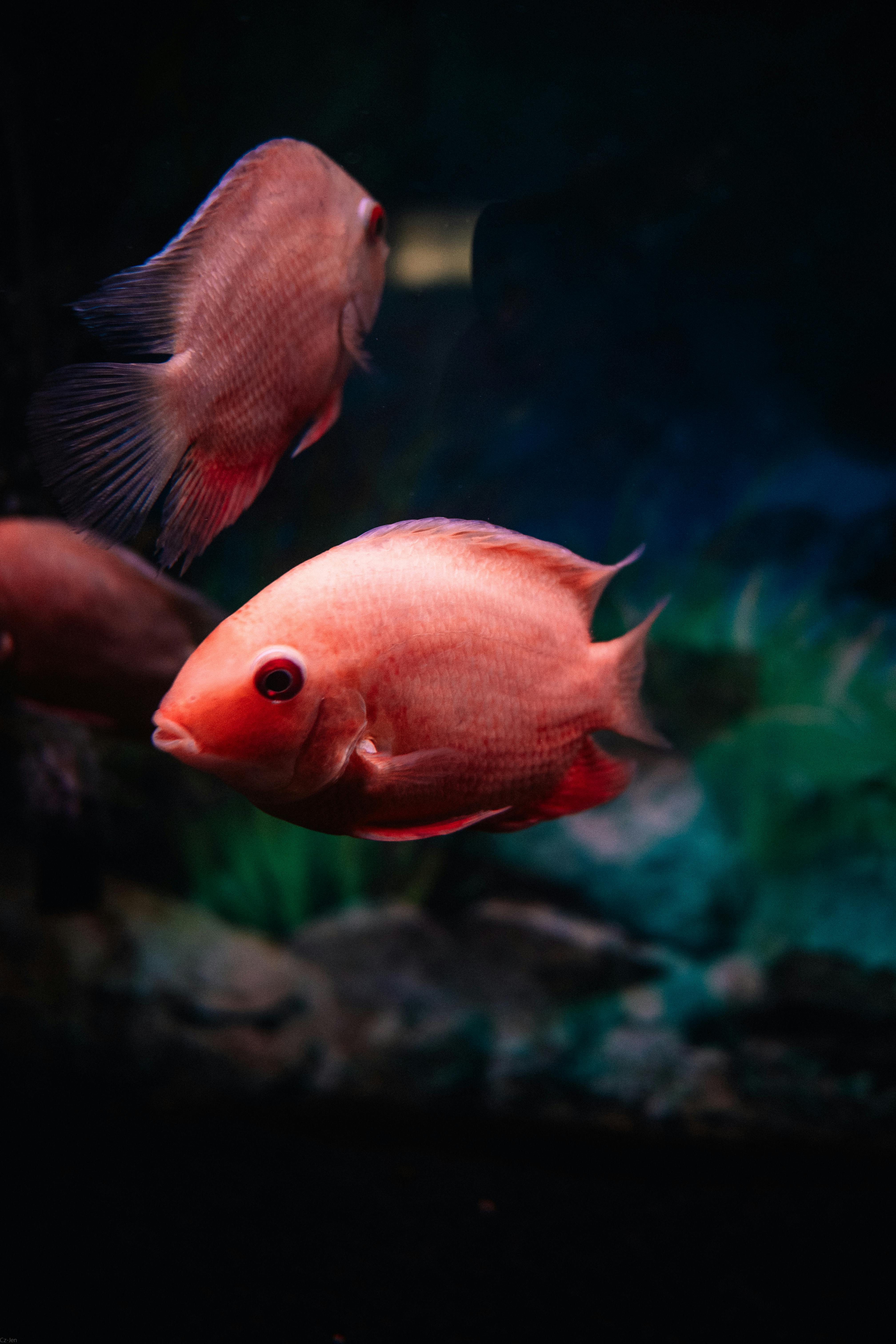 Two red fish swimming in an aquarium · Free Stock Photo