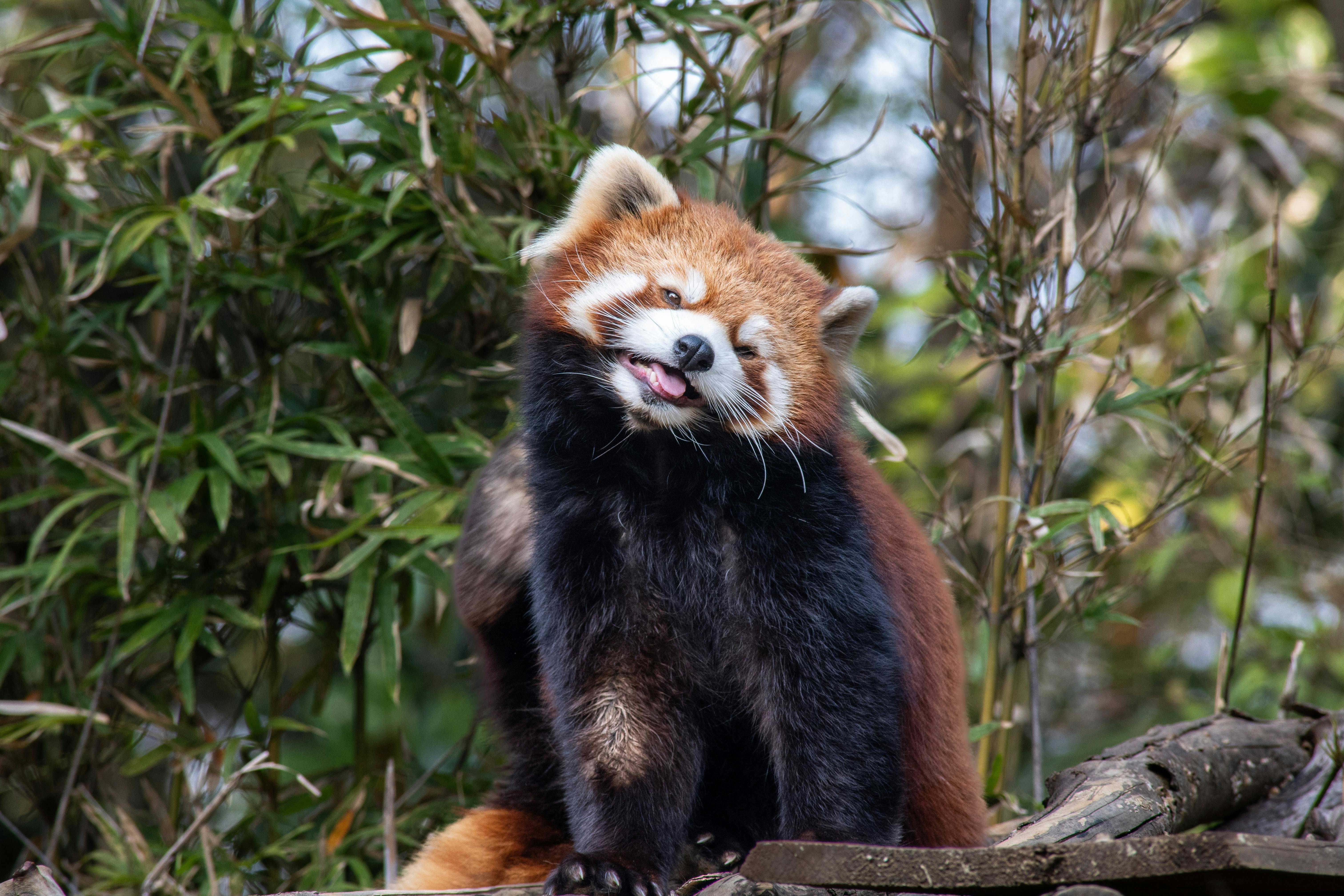 Close-up of a Red Panda Sitting near the Bushes · Free Stock Photo