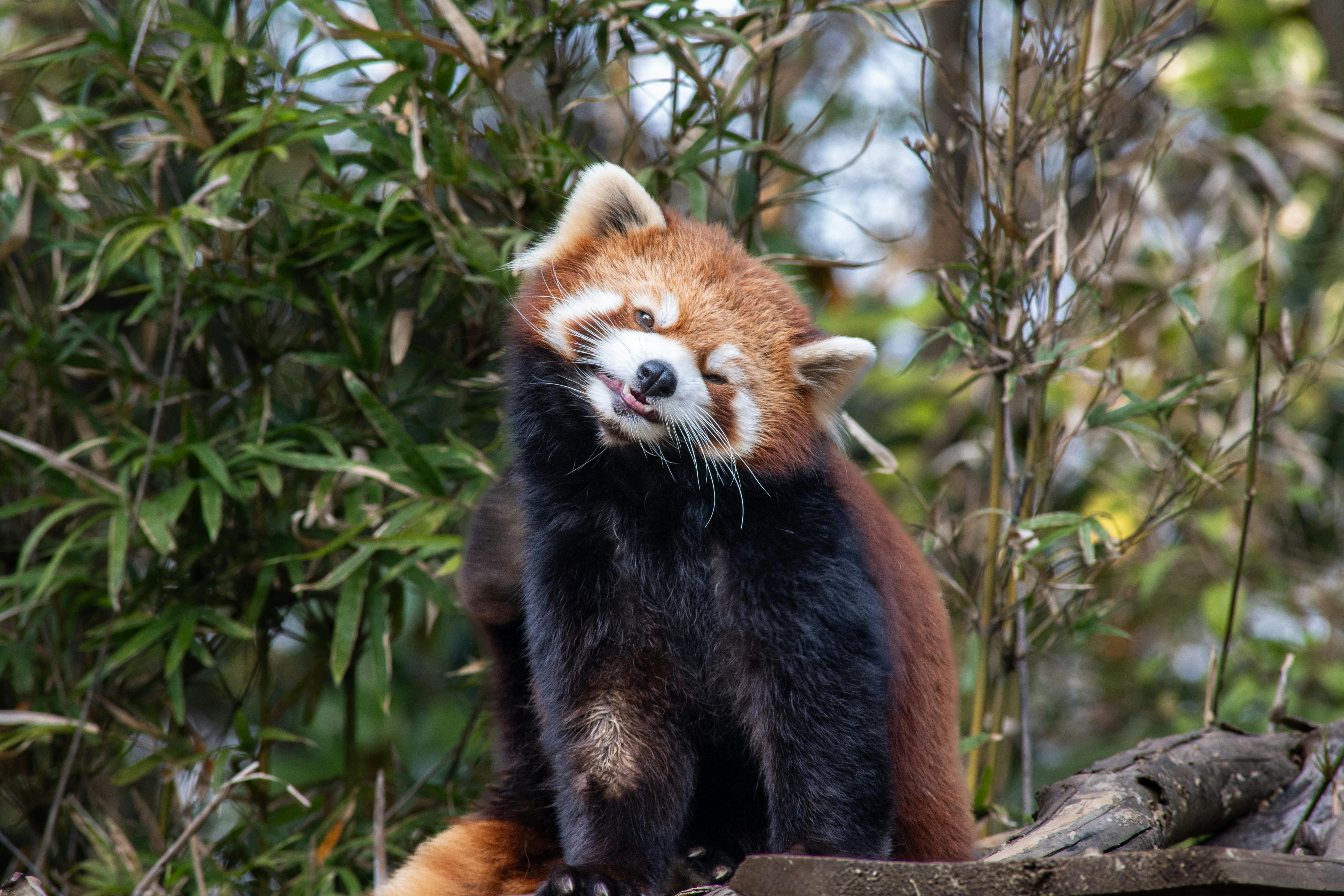 Close-up of a Red Panda Sitting in the Bushes · Free Stock Photo