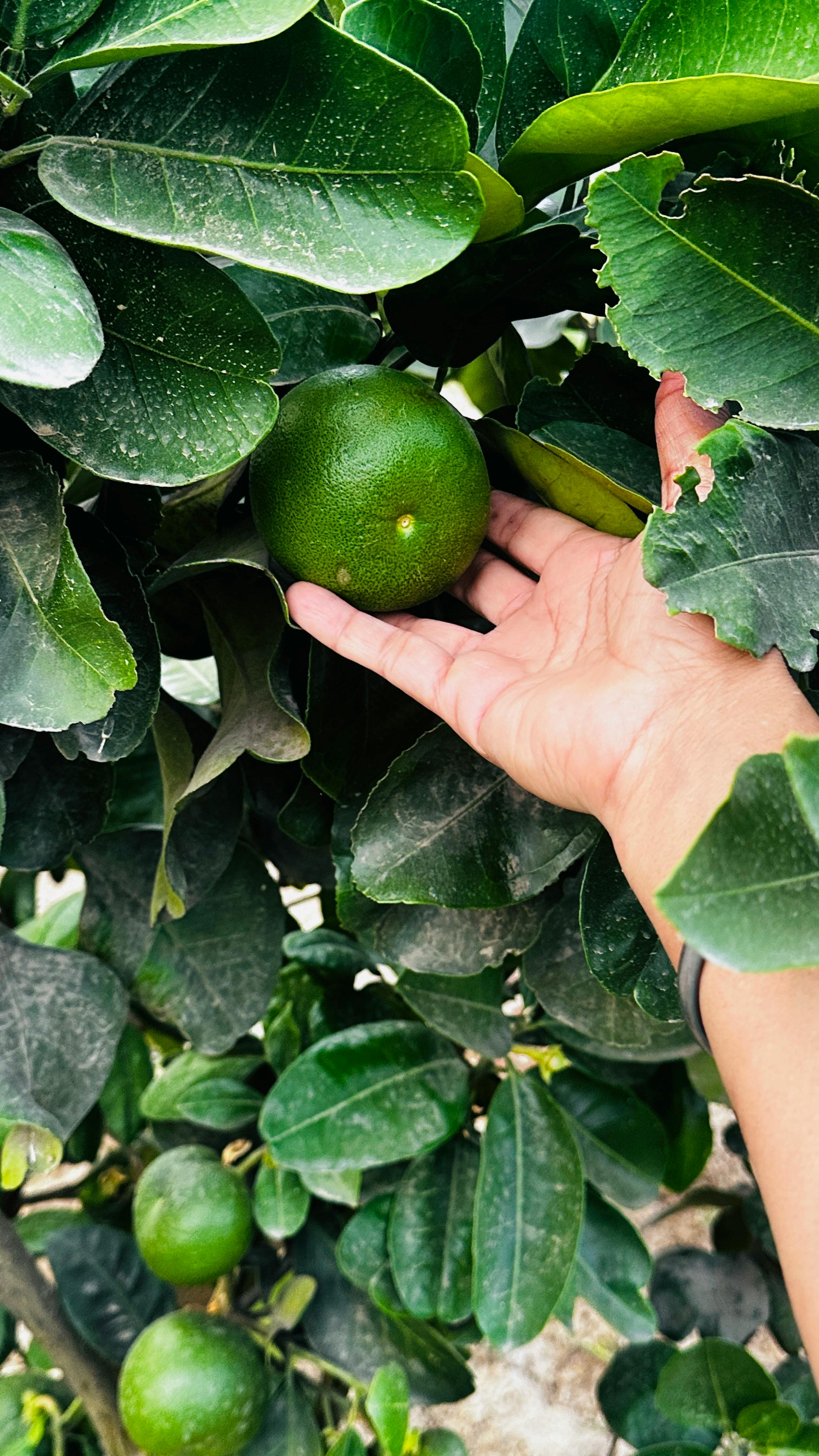 Paramjeet Kaur - Fotografi