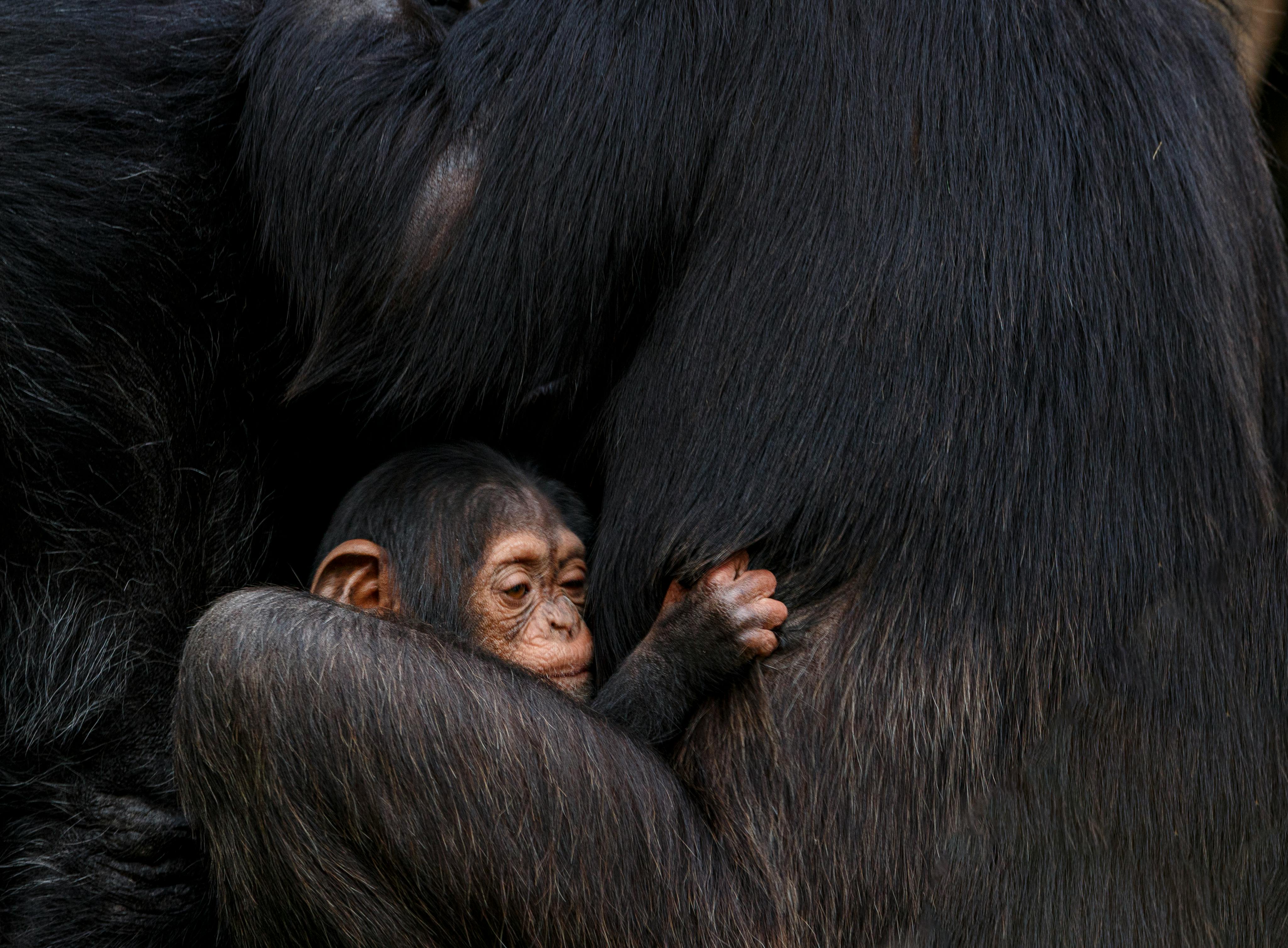 Chimpanzee Hug Photos, Download The BEST Free Chimpanzee Hug Stock ...