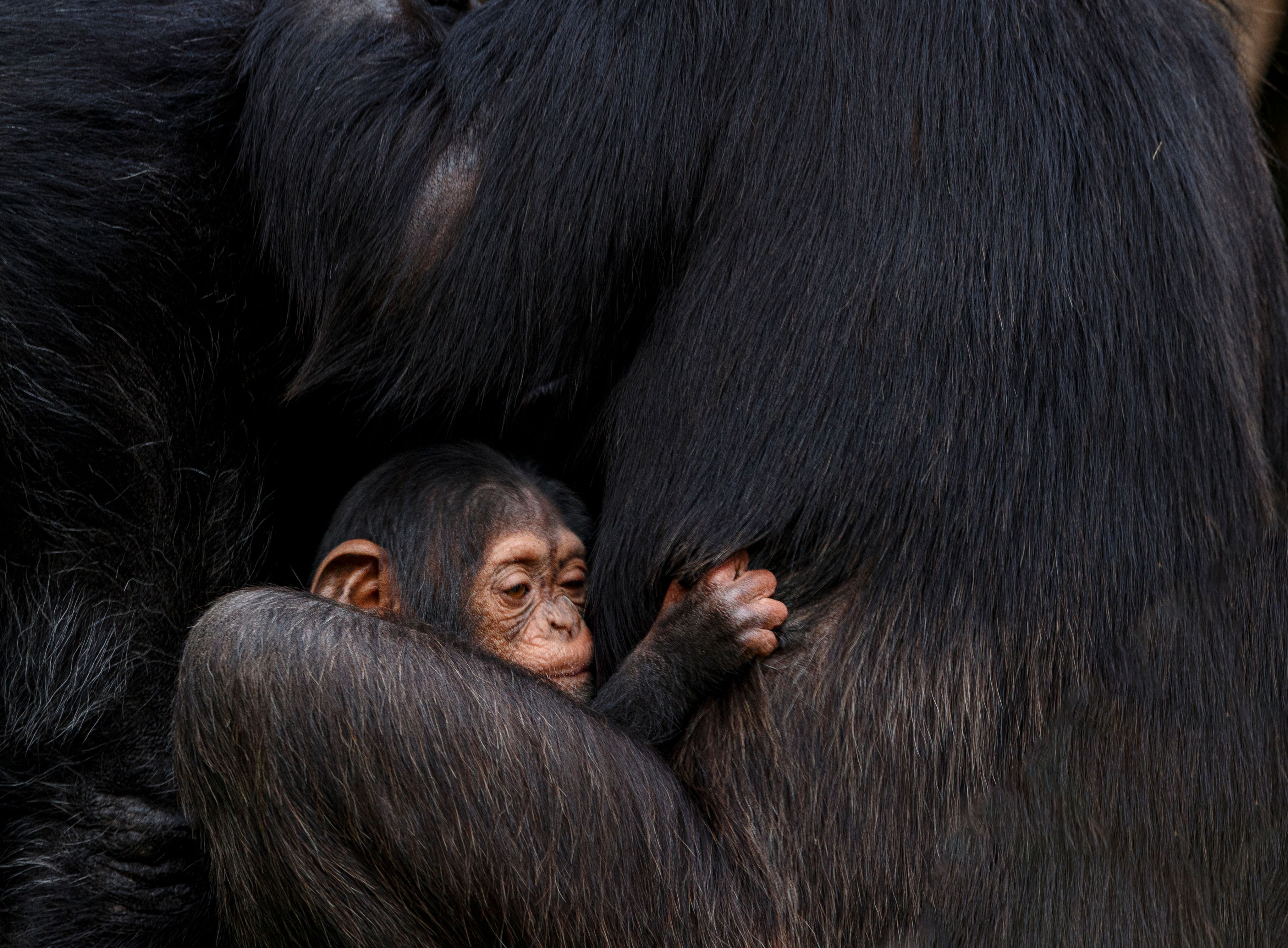 A baby monkey is being held by a mother · Free Stock Photo