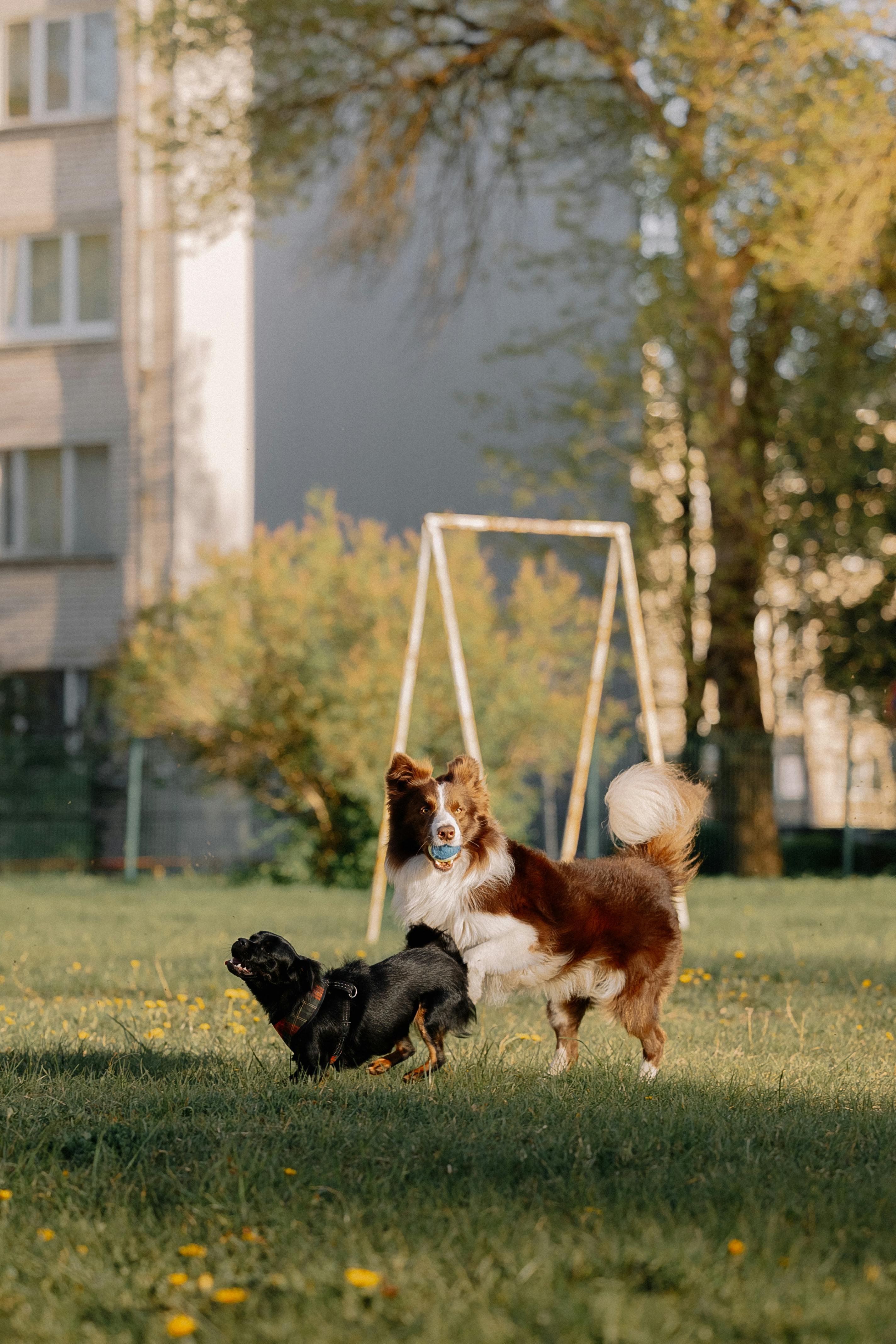 Two Dogs Playing Outdoors · Free Stock Photo