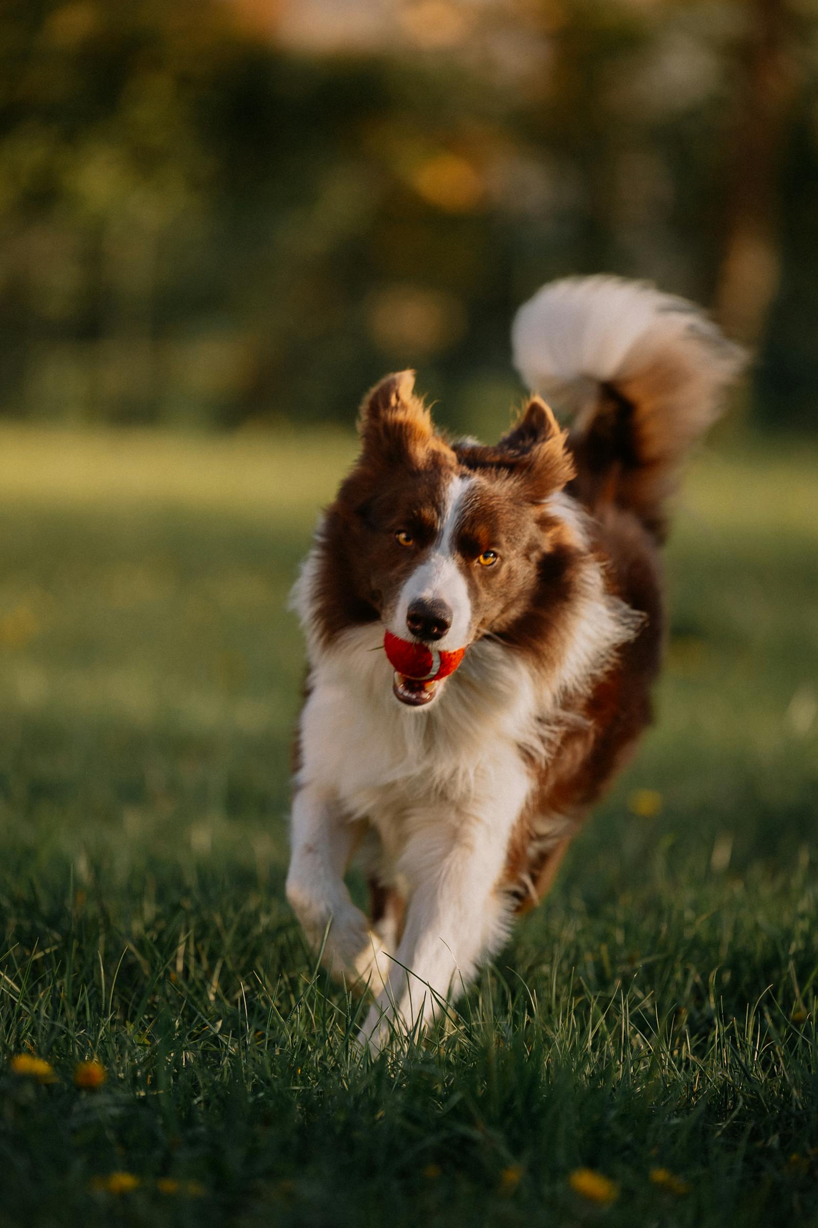 Border Collie Photos, Download The BEST Free Border Collie Stock Photos ...