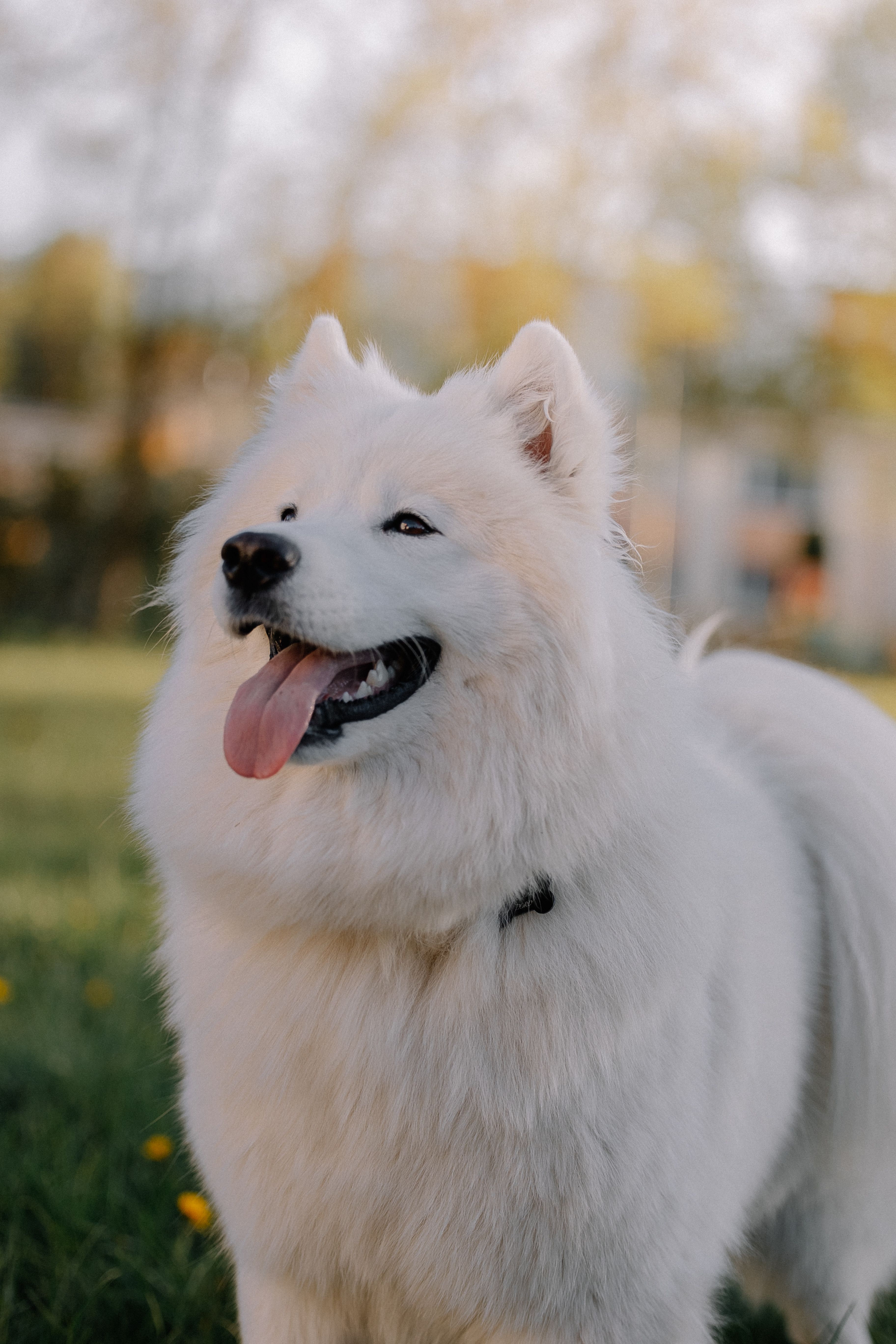 A Dog Outdoors · Free Stock Photo