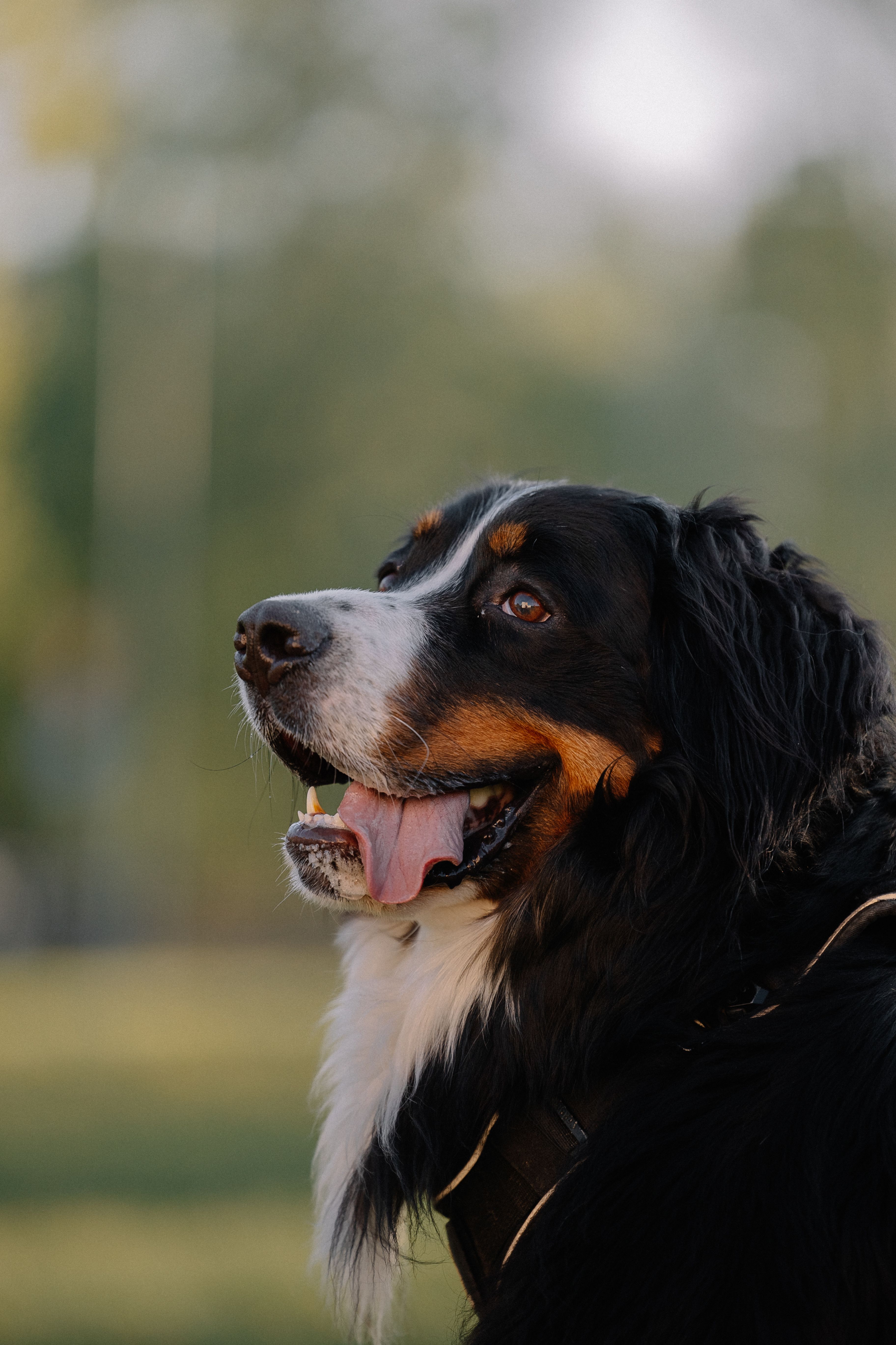 A Dog Sitting Outdoors · Free Stock Photo