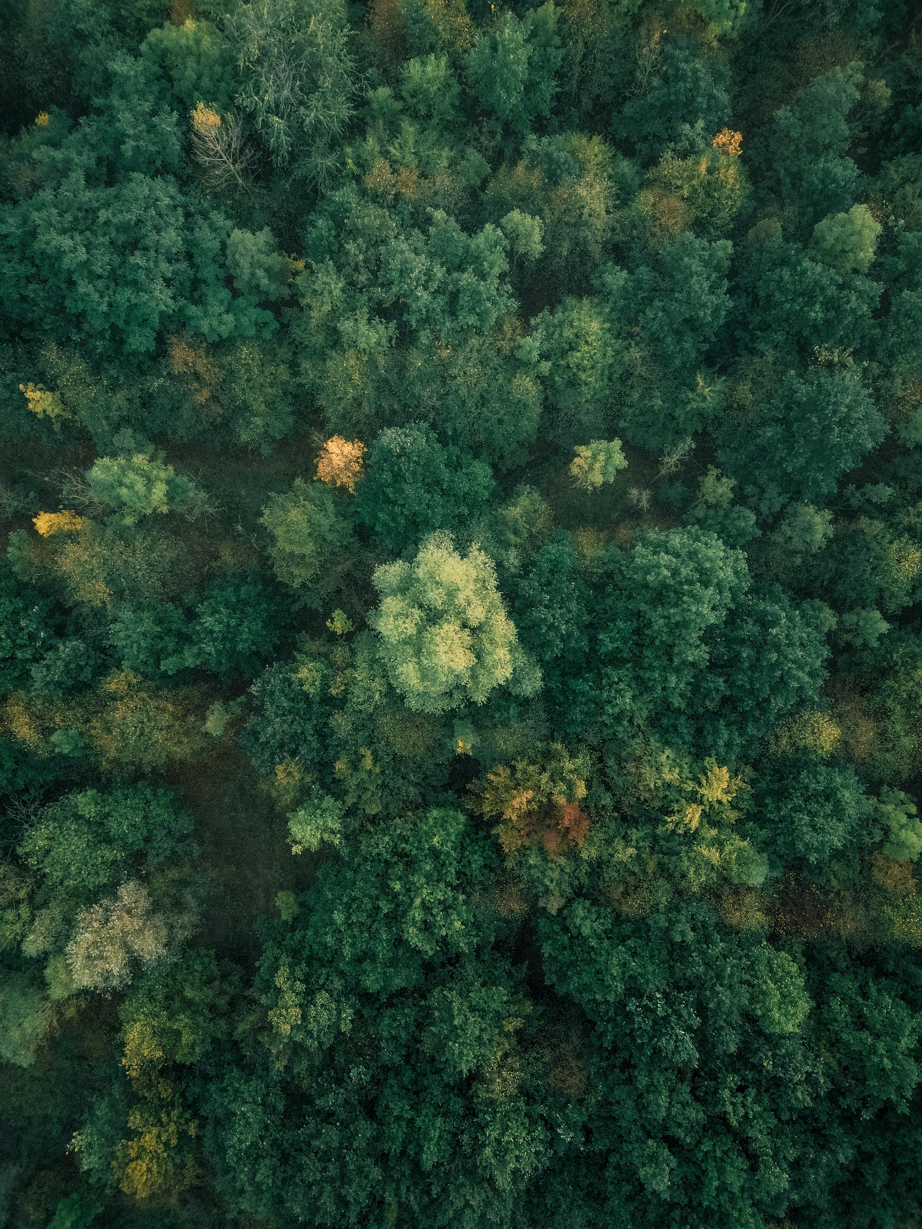 Aerial View of Green Forest · Free Stock Photo
