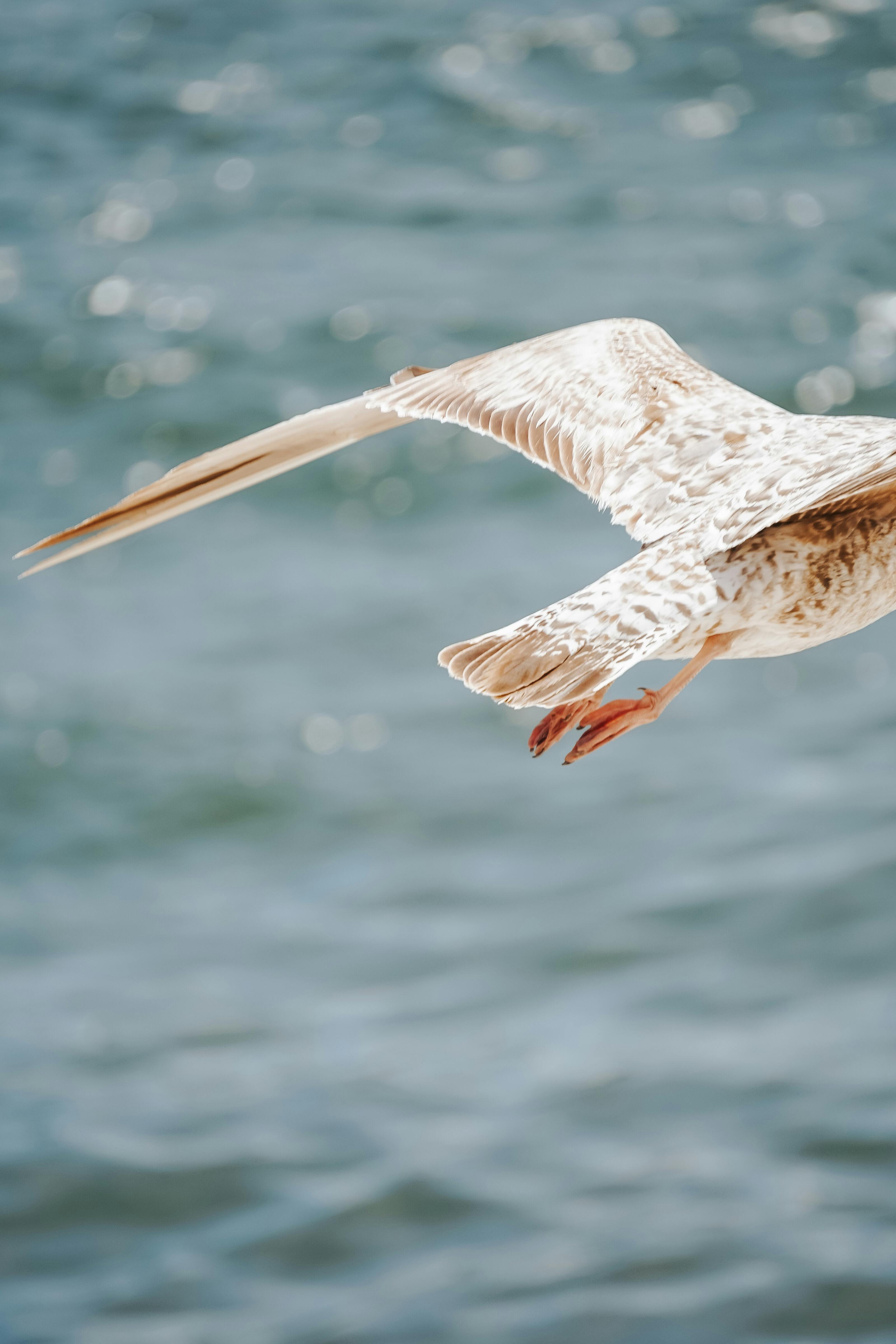 Tail of a Seagull Gliding Over the Ocean · Free Stock Photo