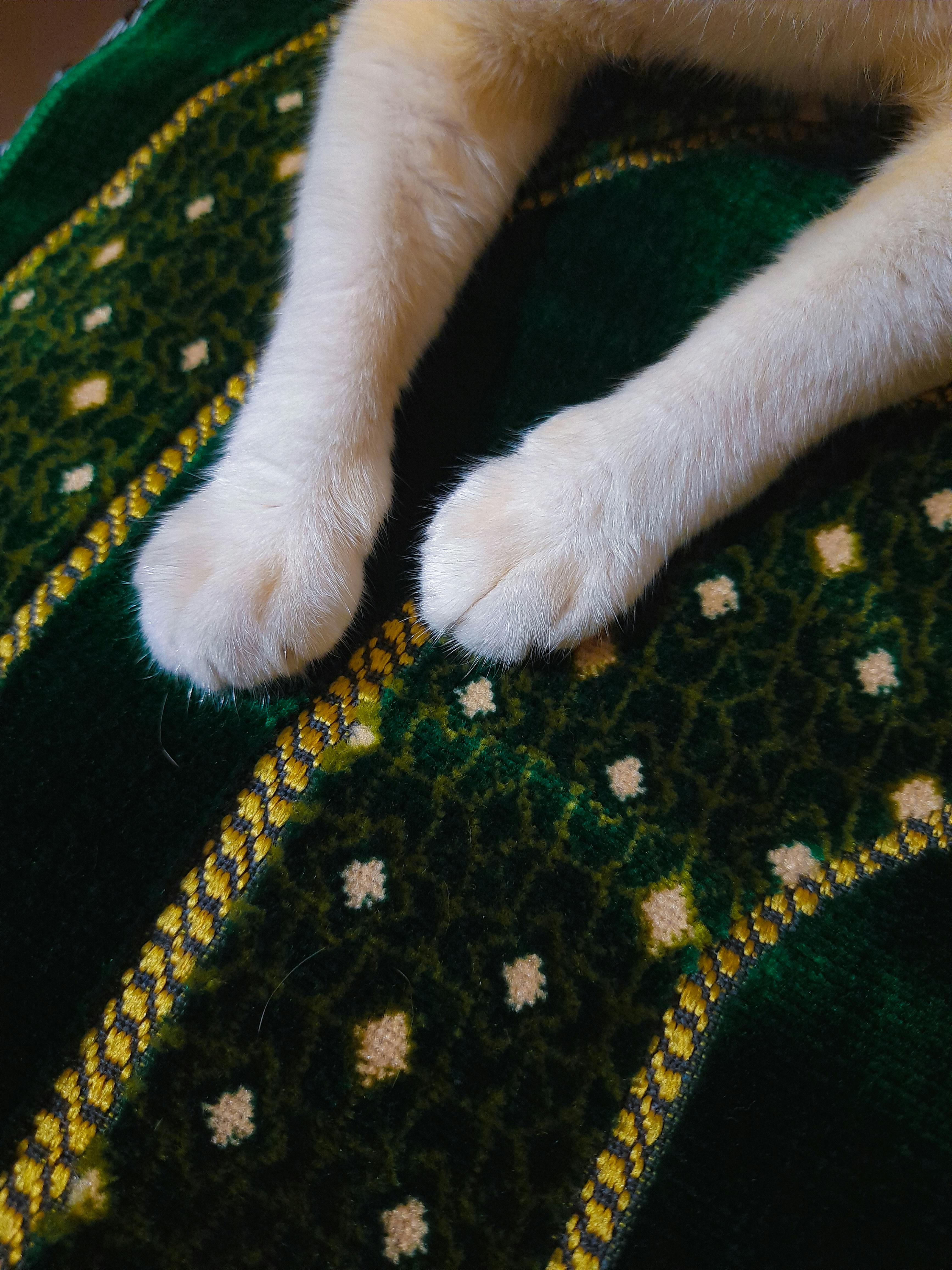 Paw Print Photos, Download The BEST Free Paw Print Stock Photos & HD Images