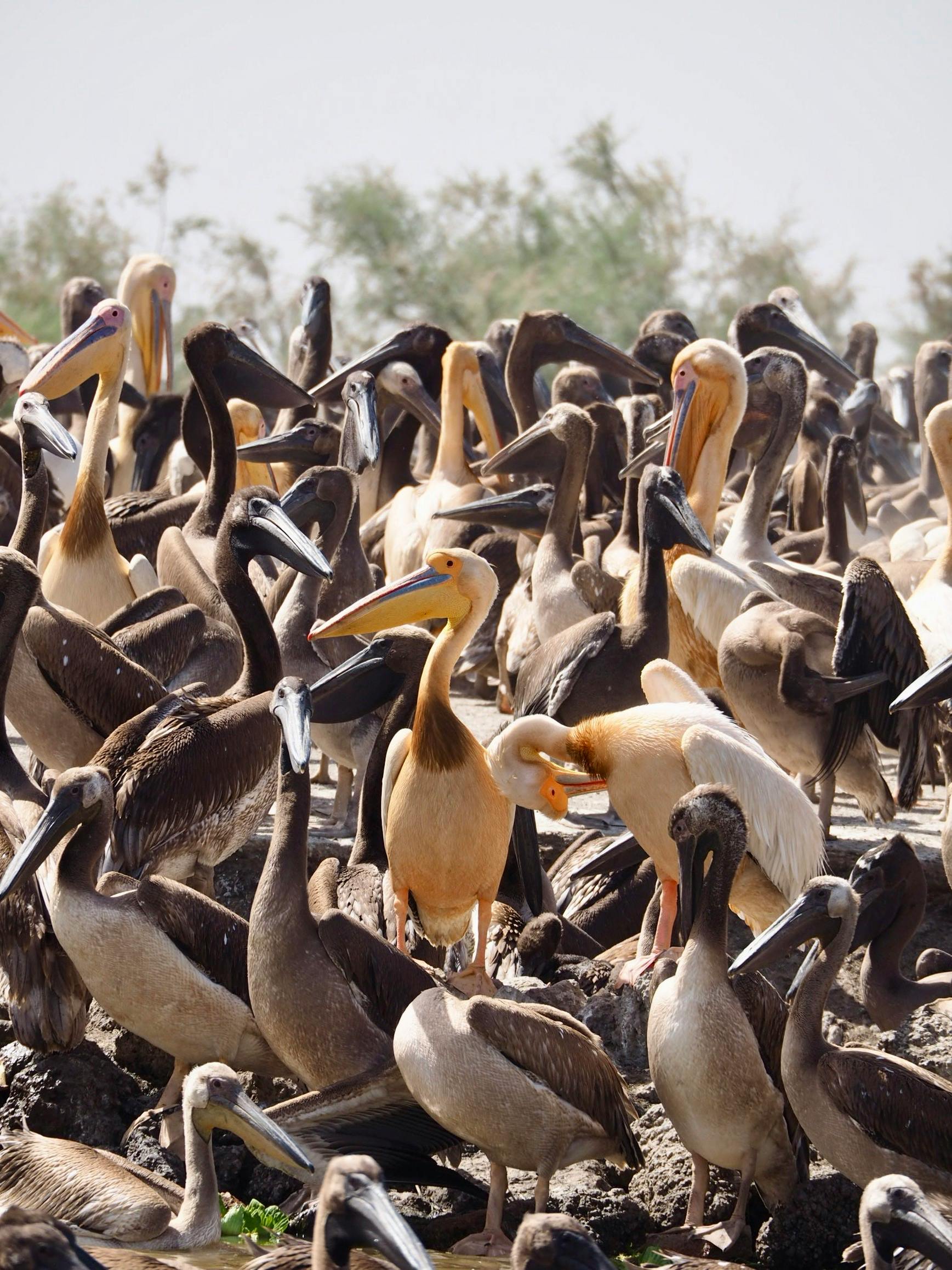 Gratis stockfoto van aviaire, avifauna, biodiversiteit, biologische ...