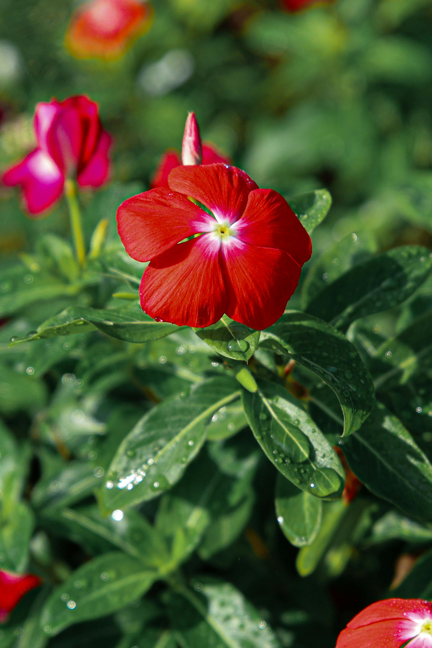 Rose Periwinkle Flower · Free Stock Photo