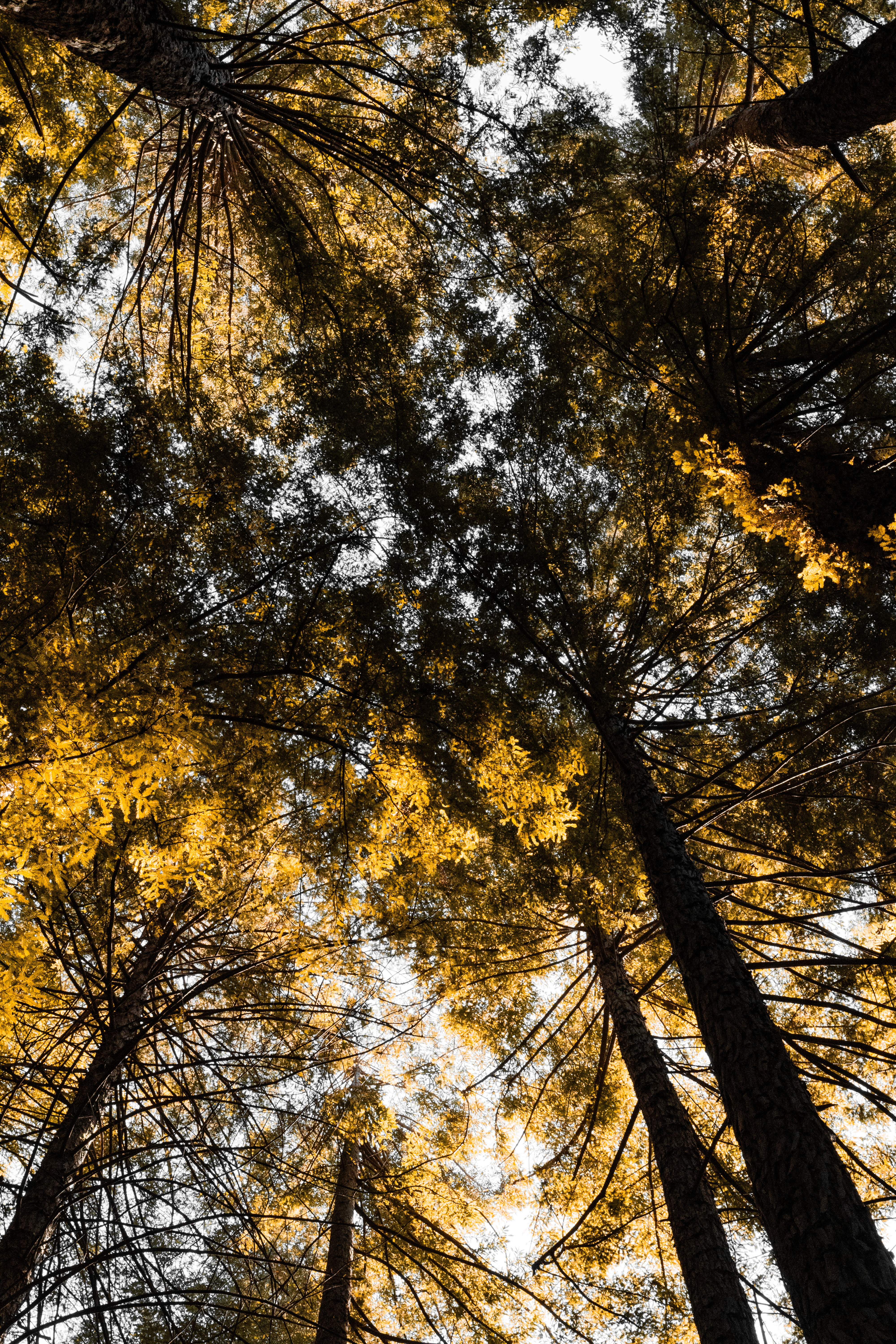 Ipa Maple Photos, Download The BEST Free Ipa Maple Stock Photos & HD Images