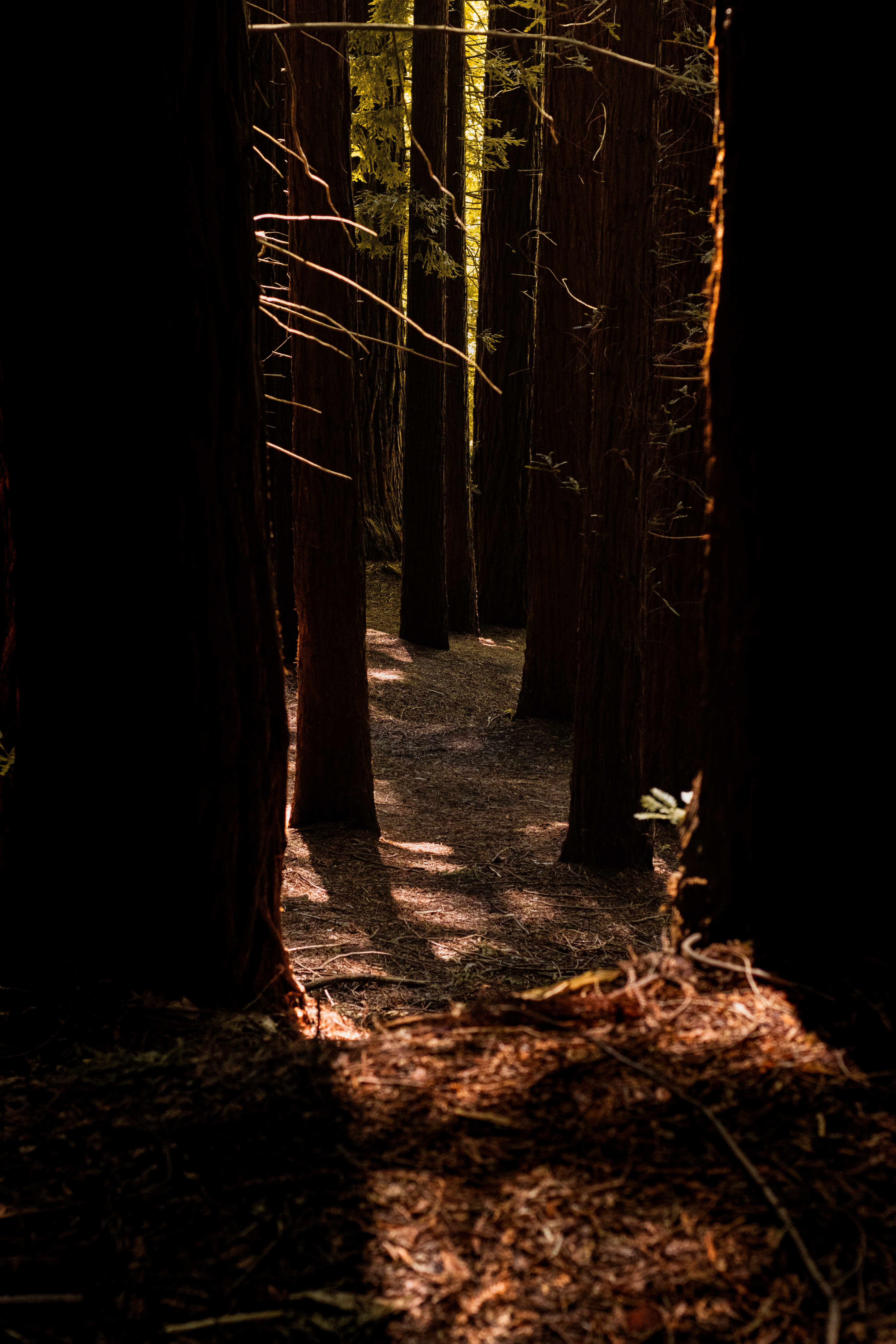 Shadow in Woods · Free Stock Photo