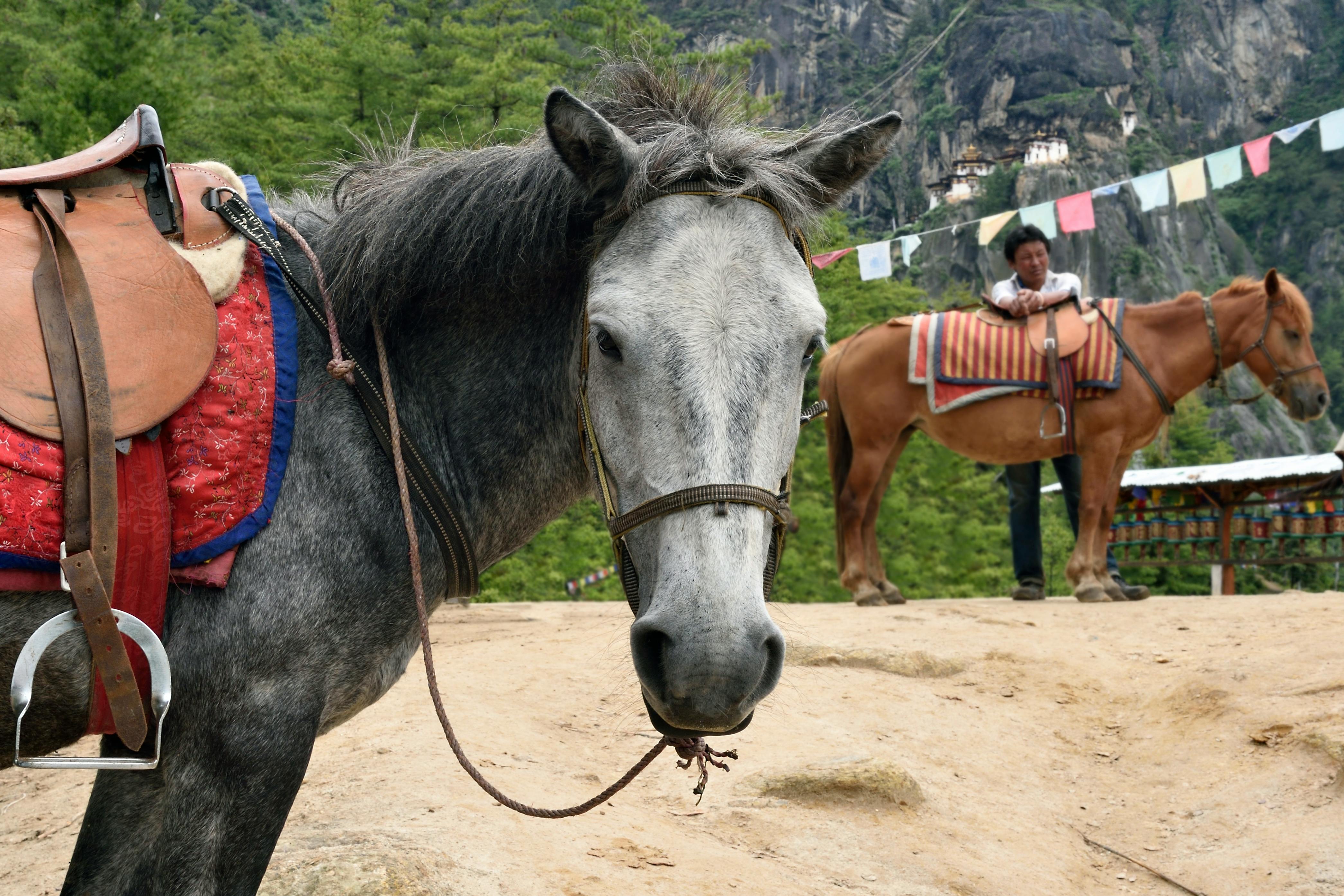 32+ Best Free Bhutan Stock Photos & Images · 100% Royalty-Free HD Downloads