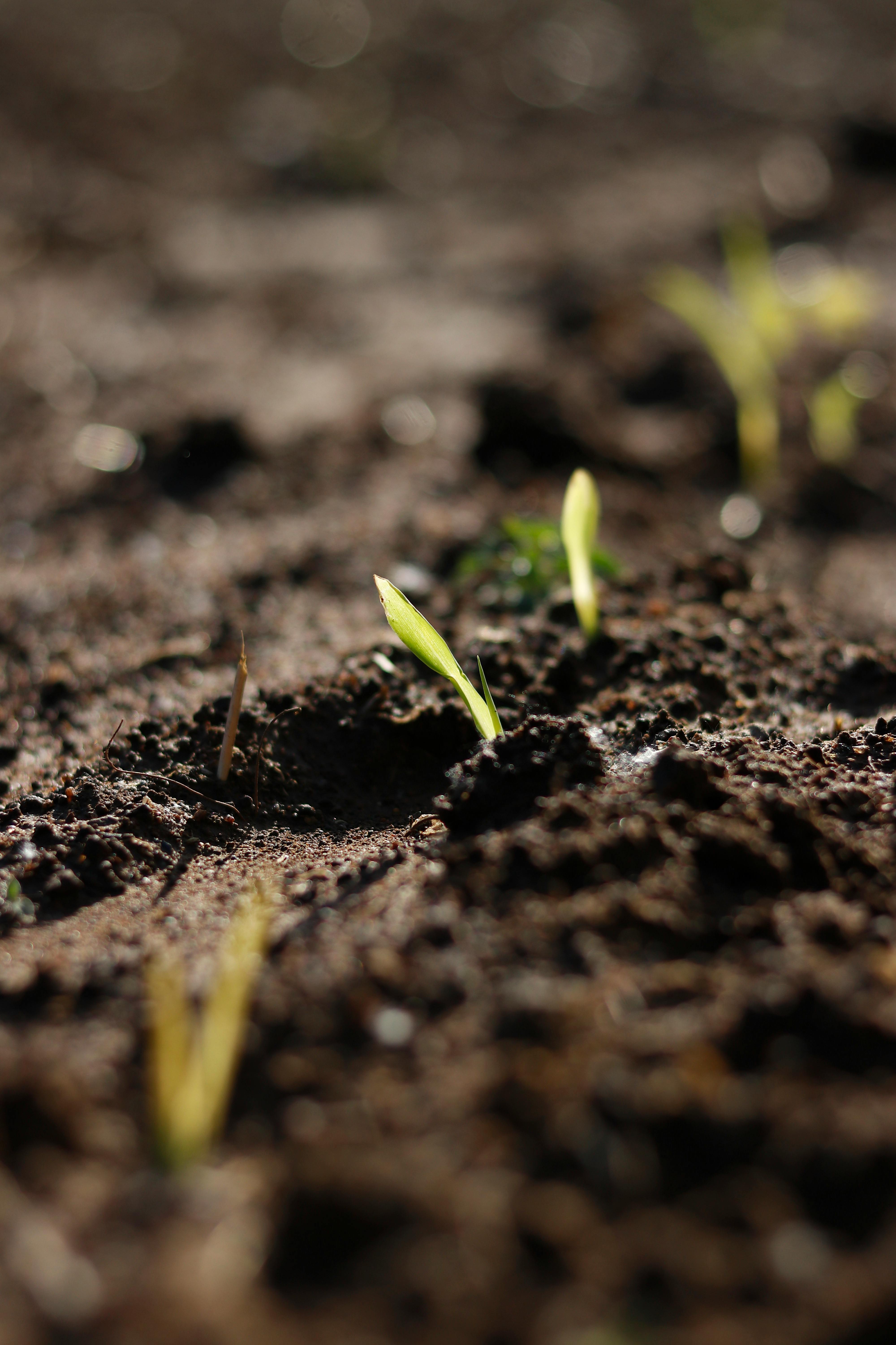 A close up of a small plant sprouting in the dirt · Free Stock Photo
