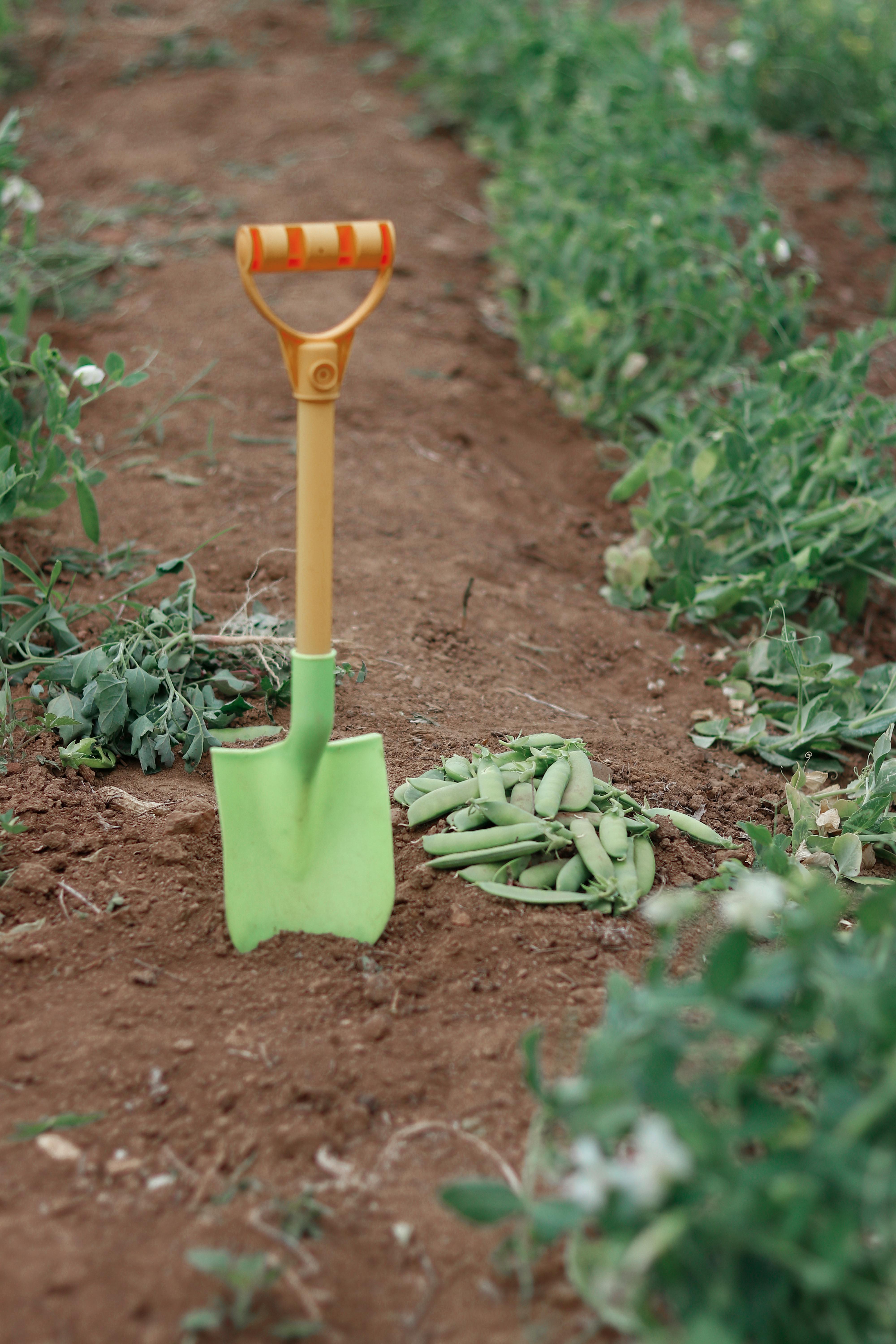 Agricultural Seeds Images Photos, Download The BEST Free Agricultural ...