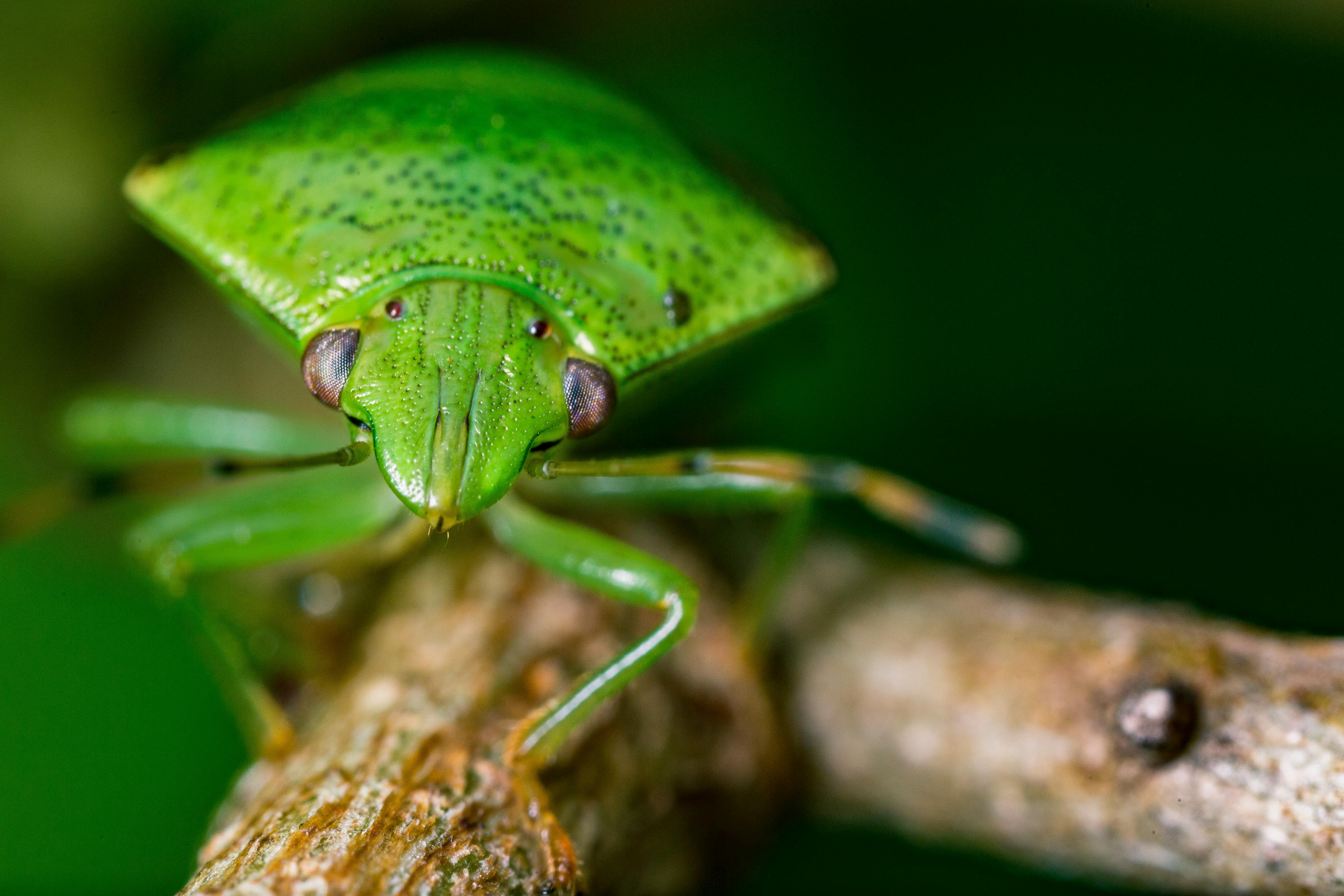 Close-up Photography of Green Bug · Free Stock Photo