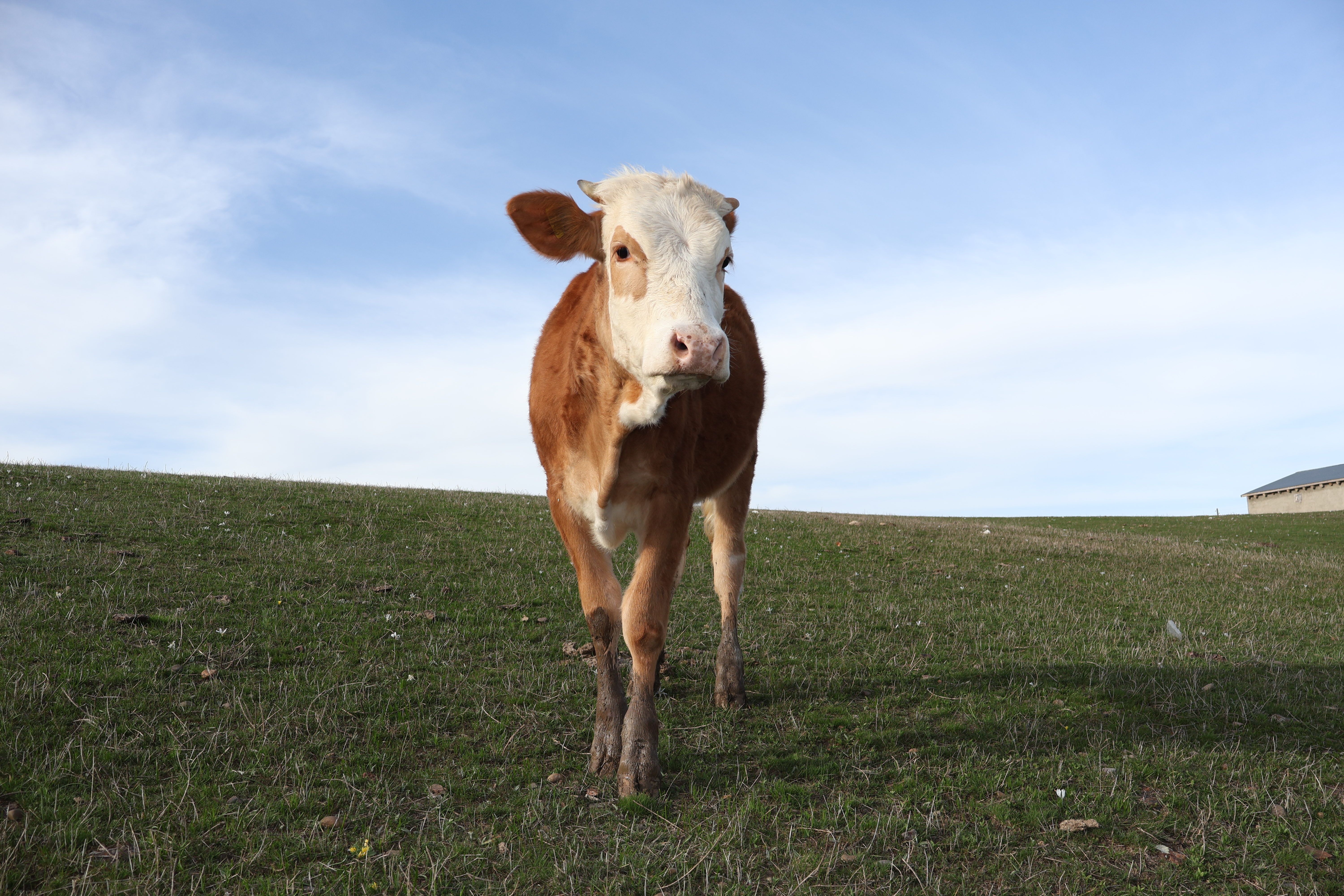 Shallow Focus Photo of Brown Cow · Free Stock Photo