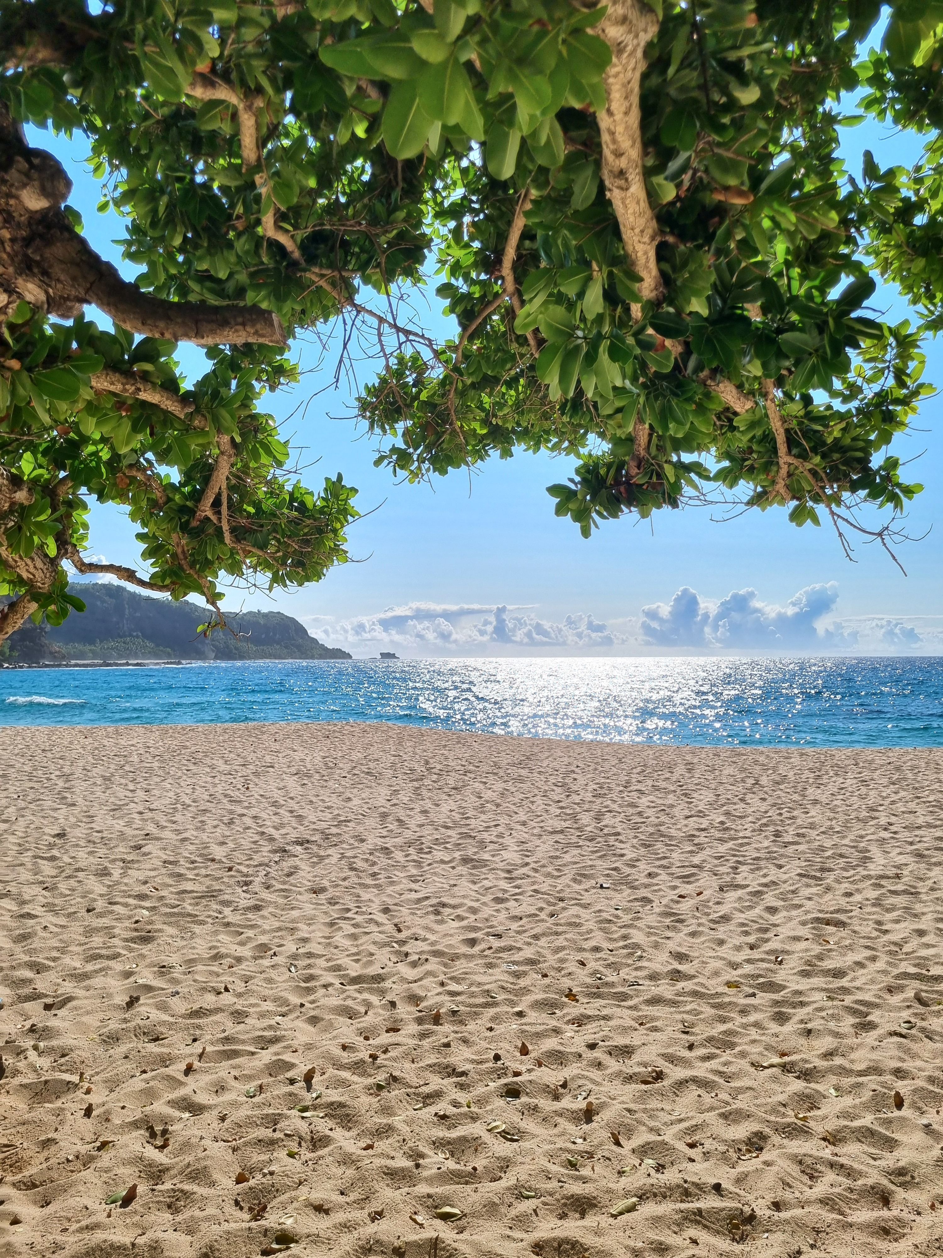 Tree over Beach Sand in Summer · Free Stock Photo