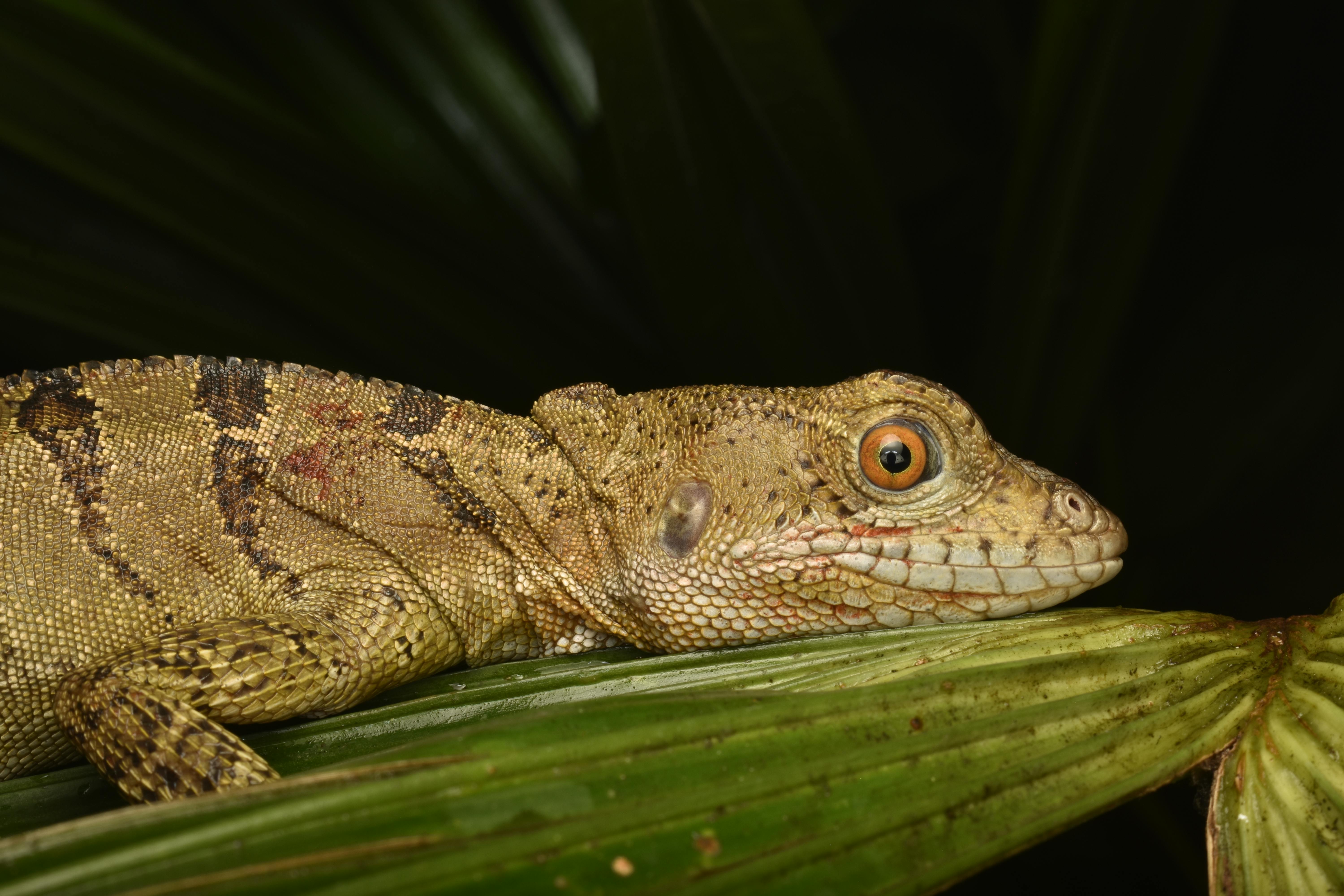Close-up of a Common Basilisk on a Leaf · Free Stock Photo