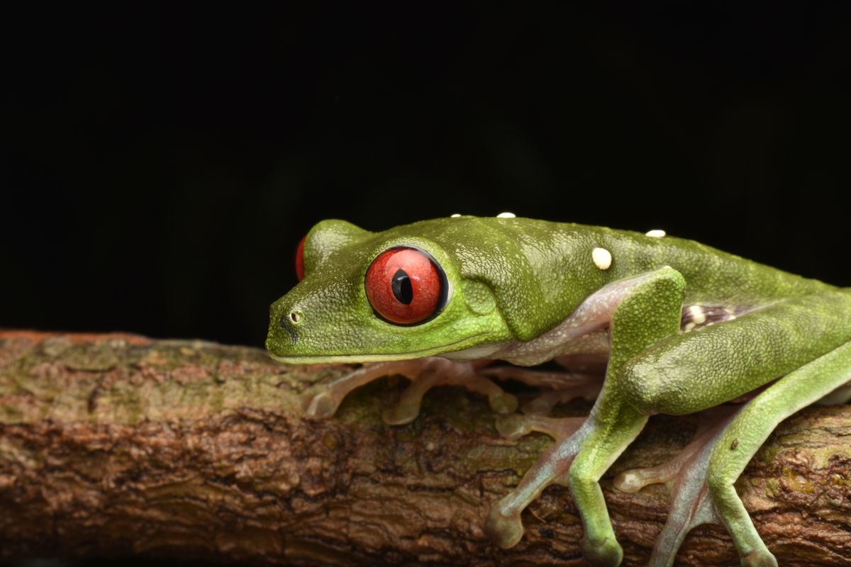 Amphibian Anatomy: Simple Guide to Internal Features