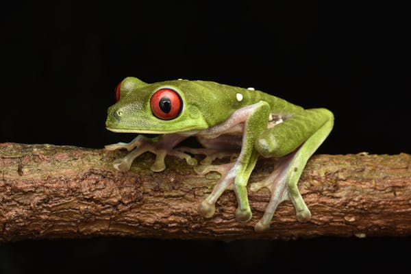 Cute Frog Photos, Download The BEST Free Cute Frog Stock Photos & HD Images