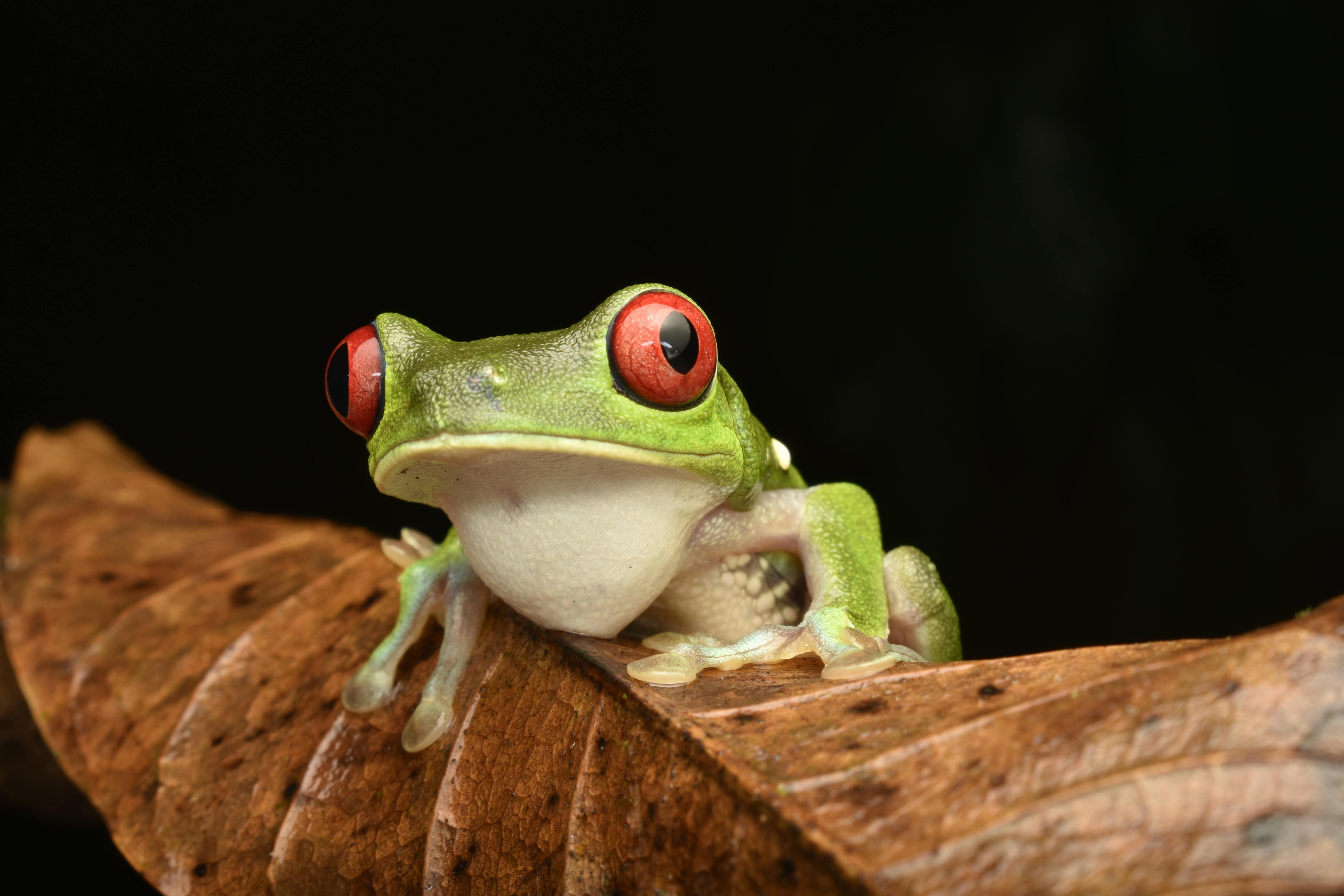 Red Eye Tree Frog Photos, Download The BEST Free Red Eye Tree Frog ...