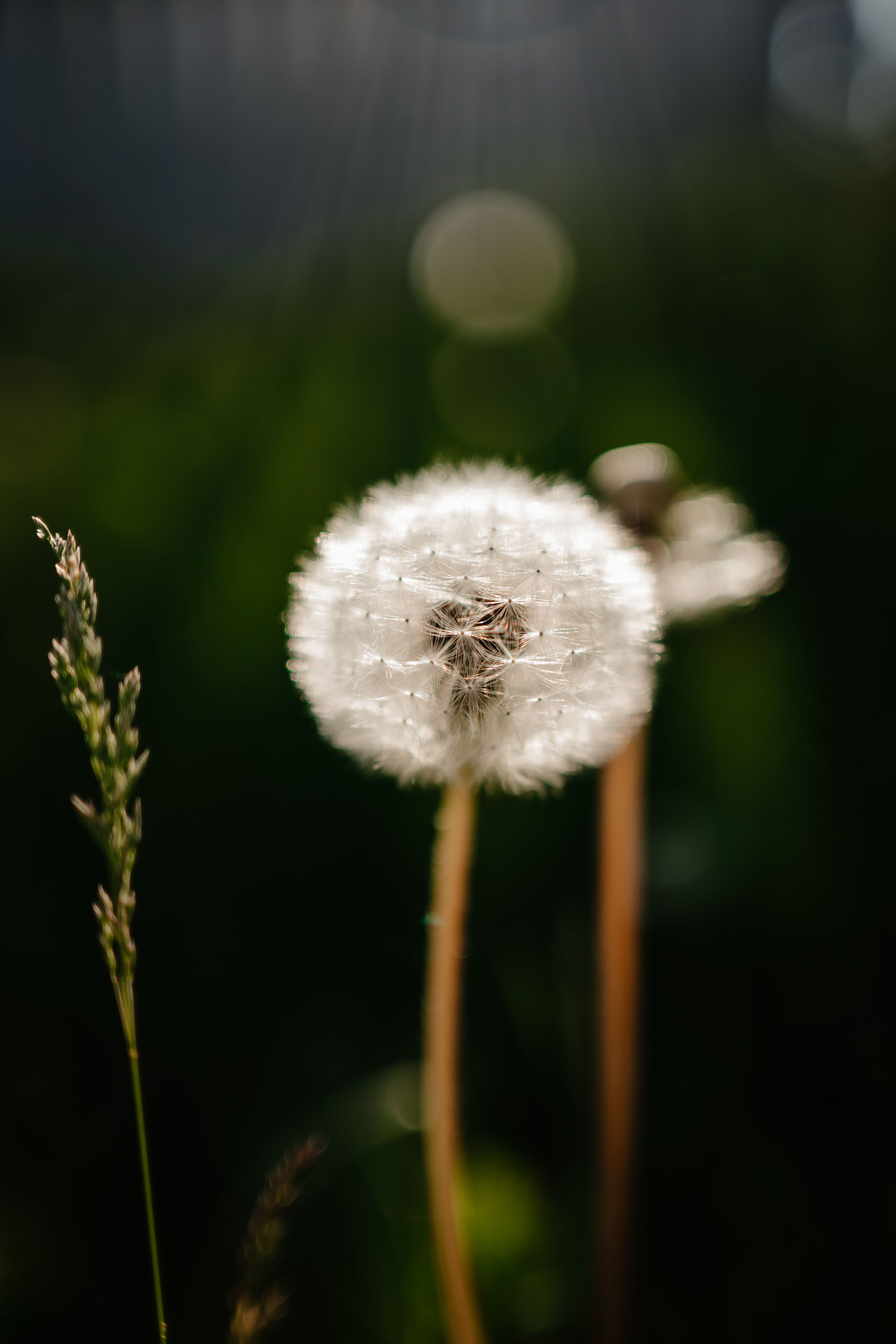 Wallpapers Clock And Dandelions