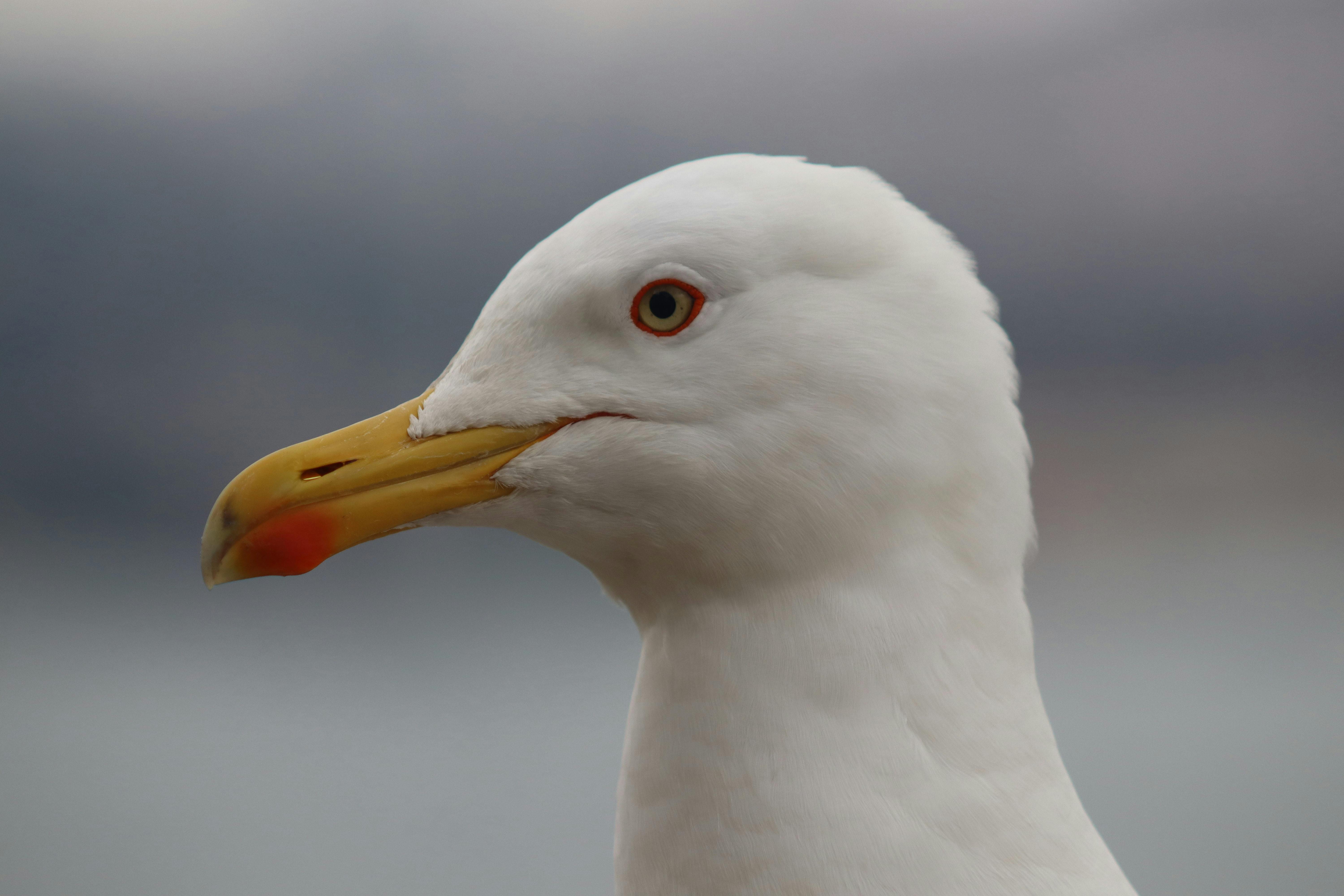Portrait of Seagull · Free Stock Photo
