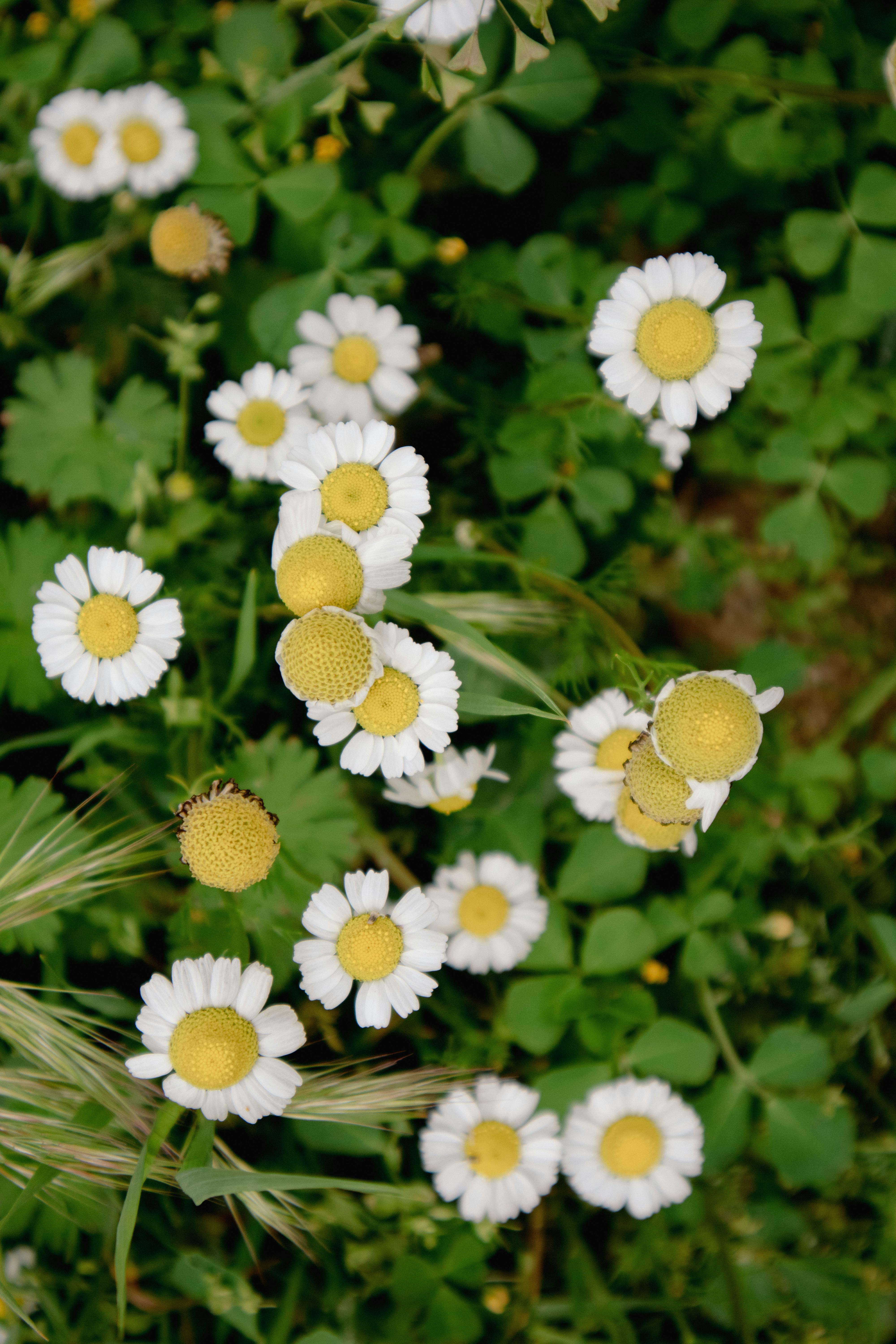 Papatya · Free Stock Photo