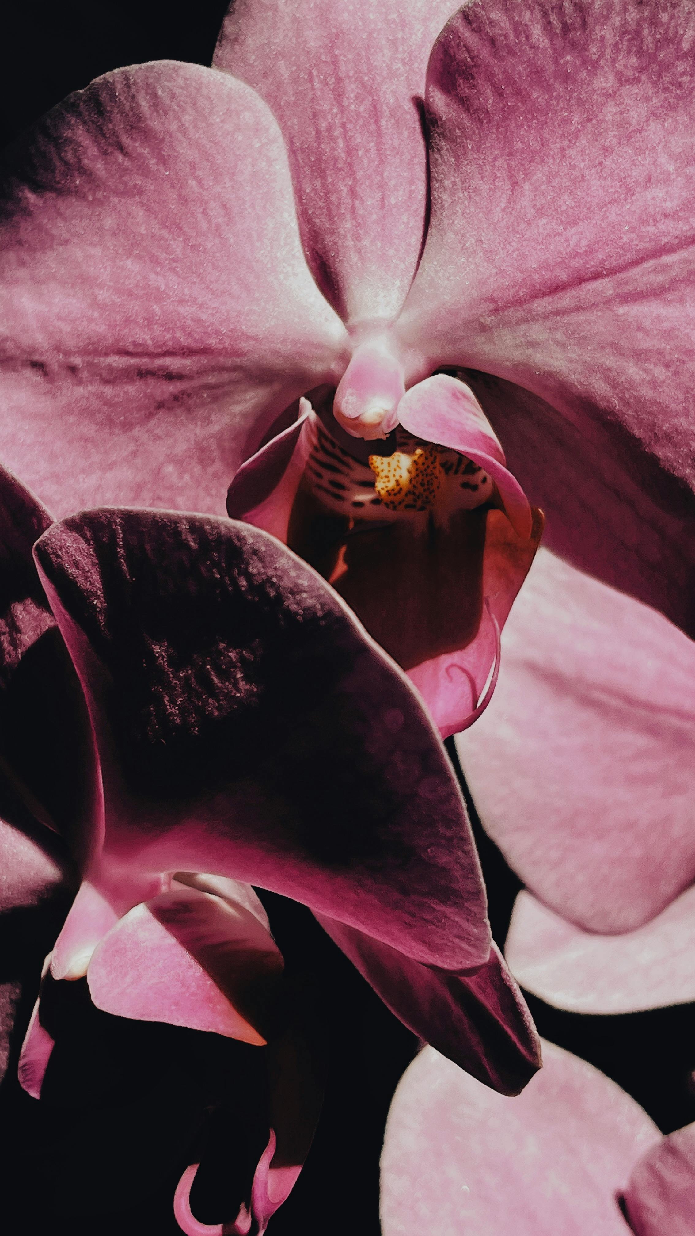 Tepal Photos, Download The BEST Free Tepal Stock Photos & HD Images