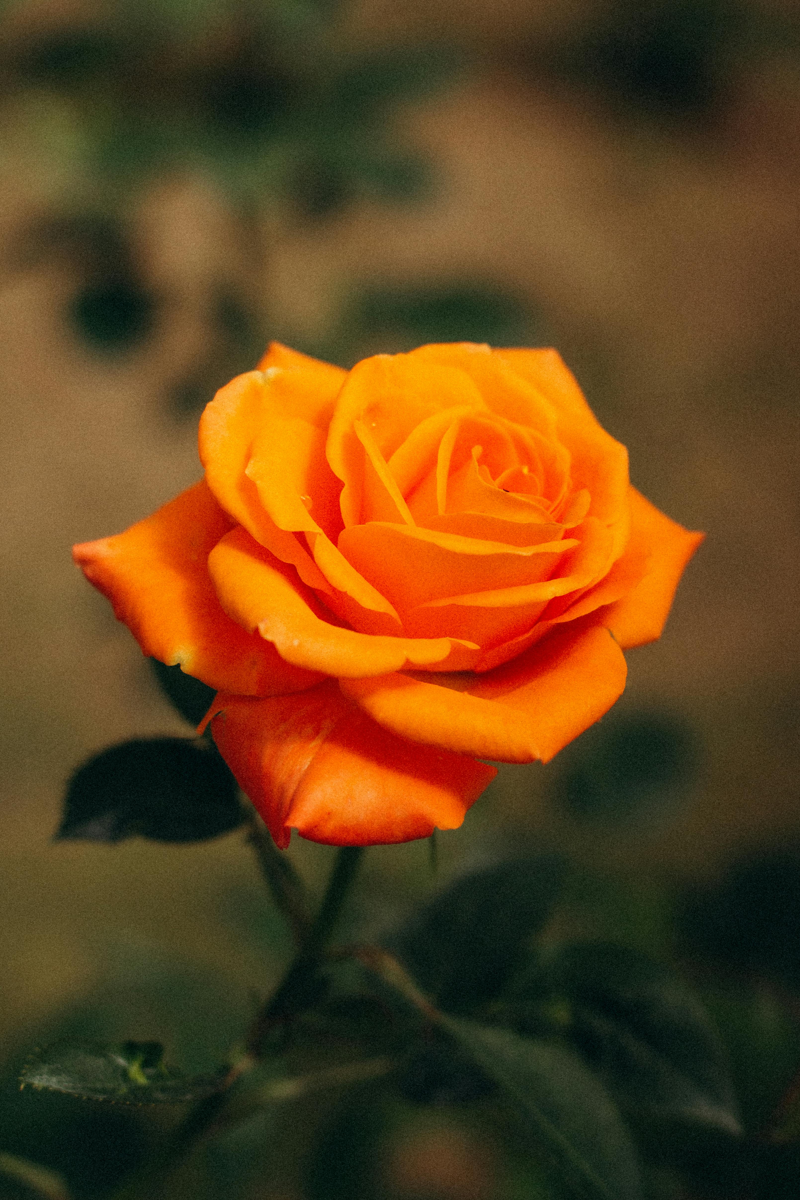 Single Blooming Rose · Free Stock Photo
