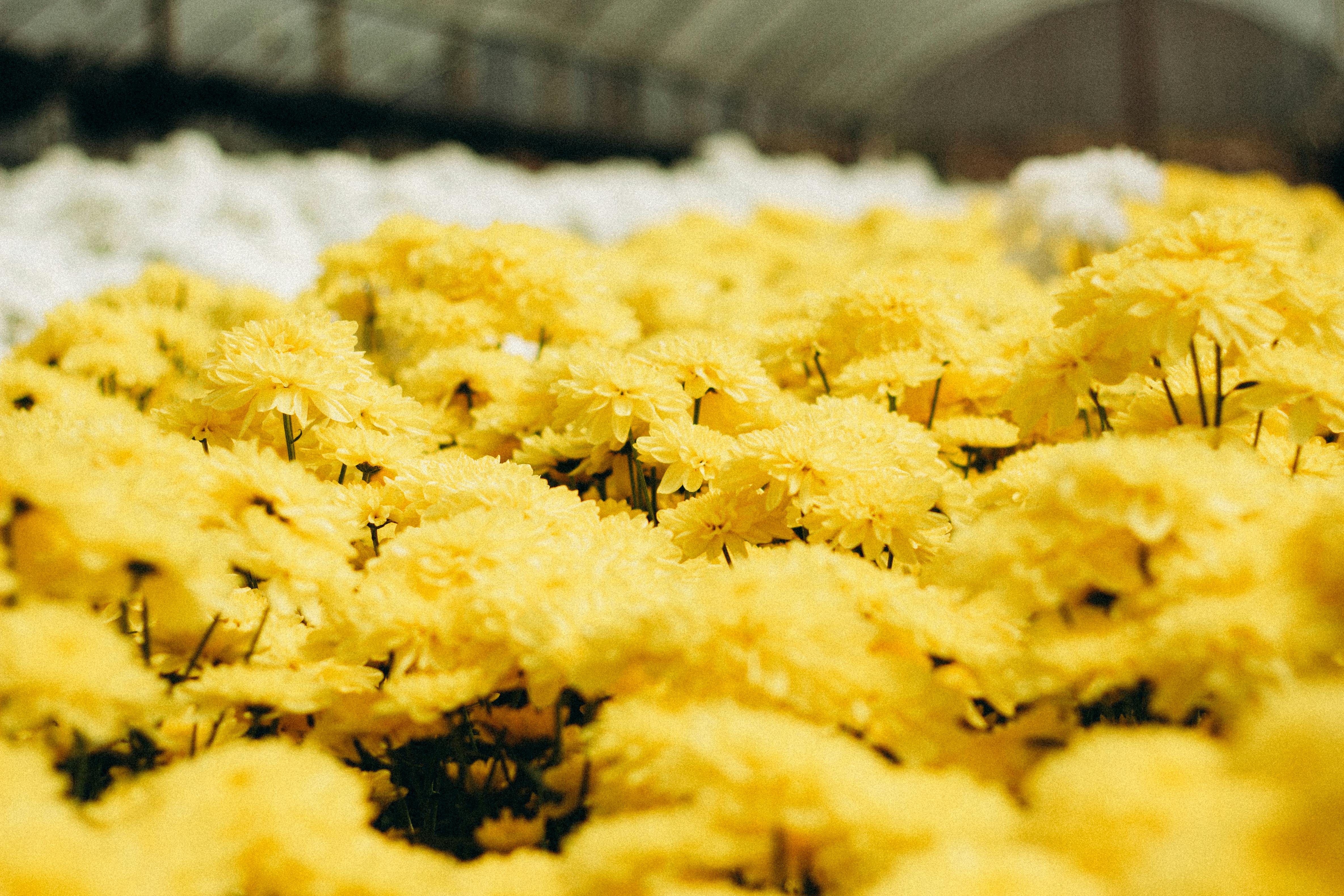 Fish Eye Photography of Gardens · Free Stock Photo