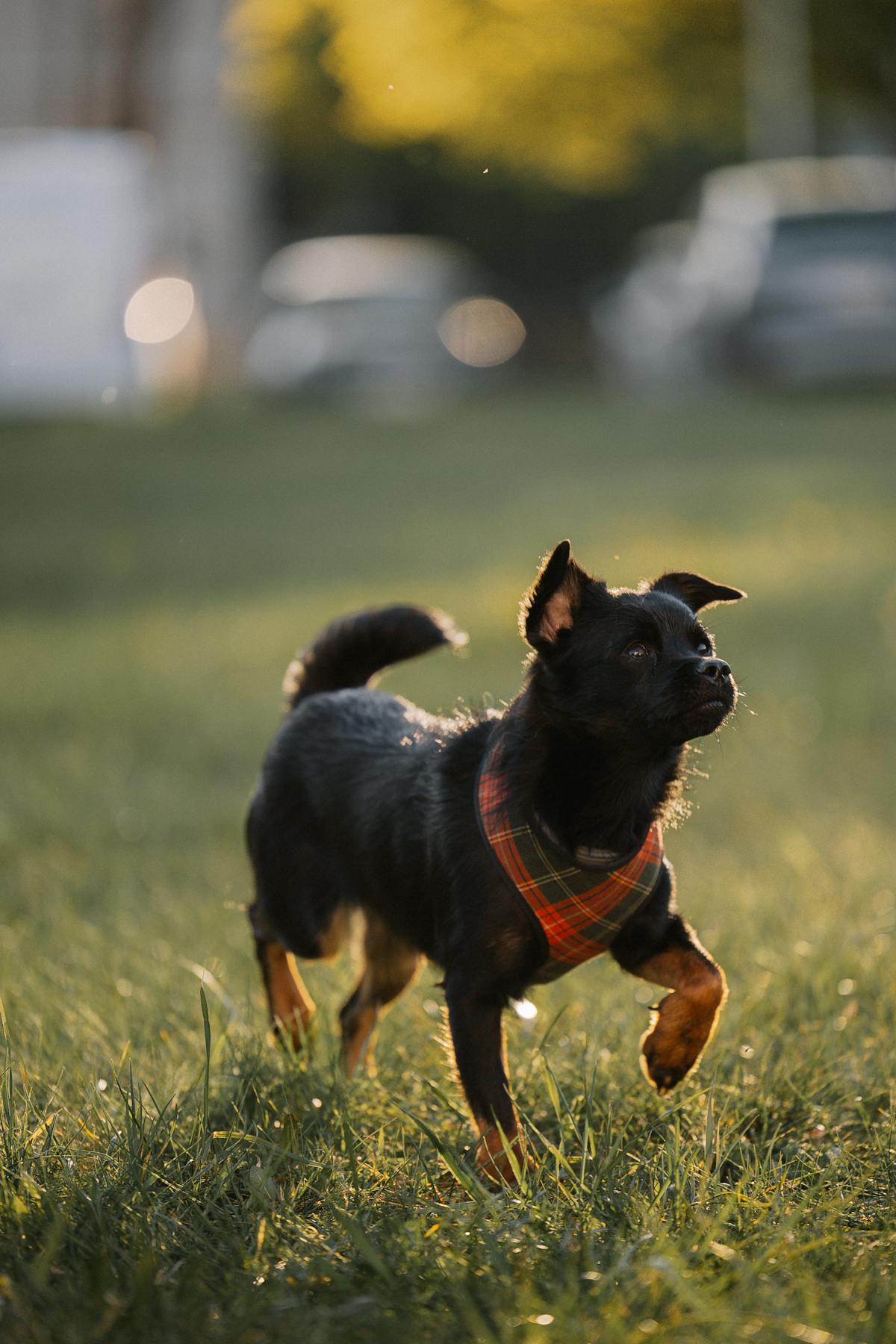 Dog Small Photos, Download The BEST Free Dog Small Stock Photos & HD Images