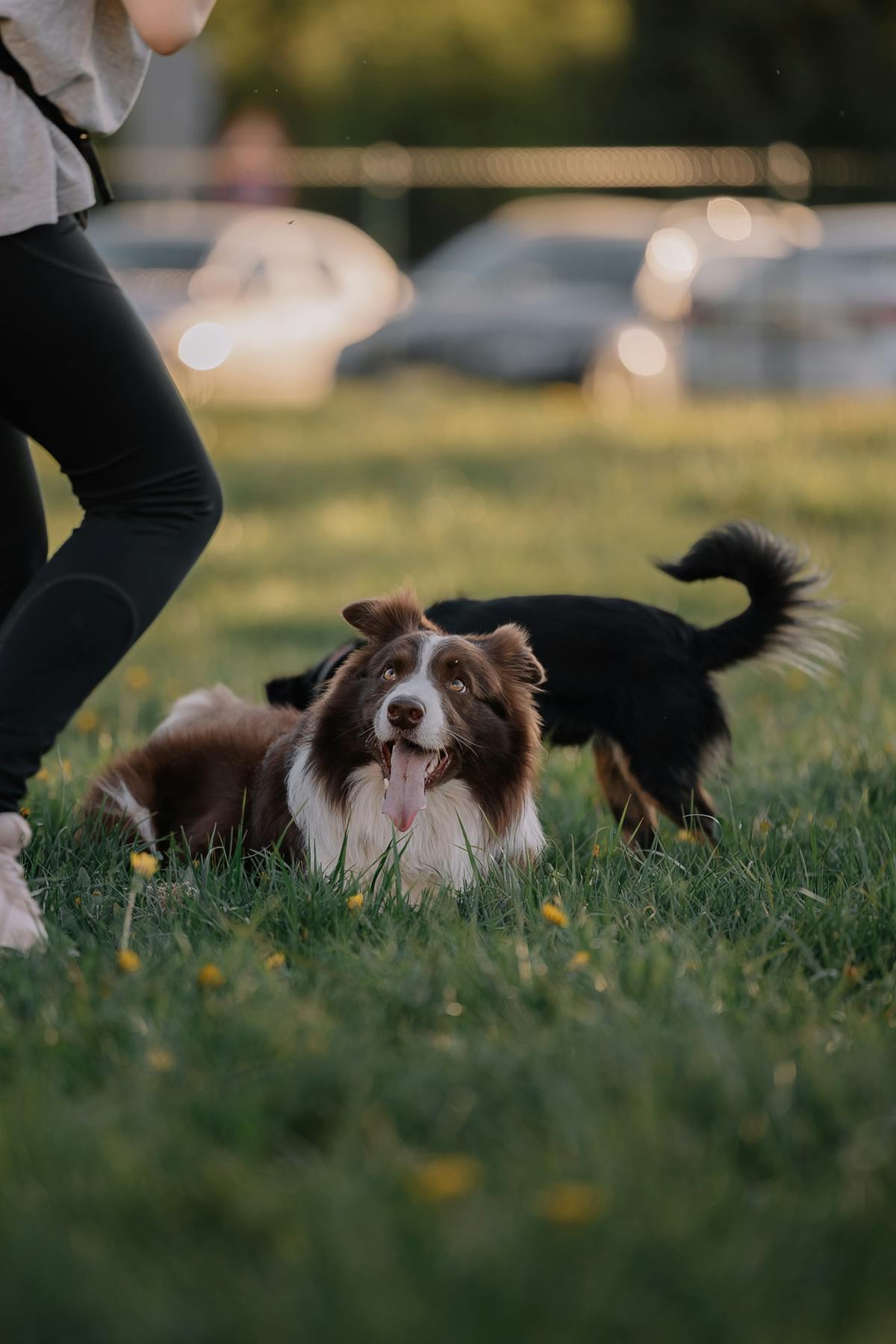 Dogs Vertical Photos, Download The BEST Free Dogs Vertical Stock Photos ...