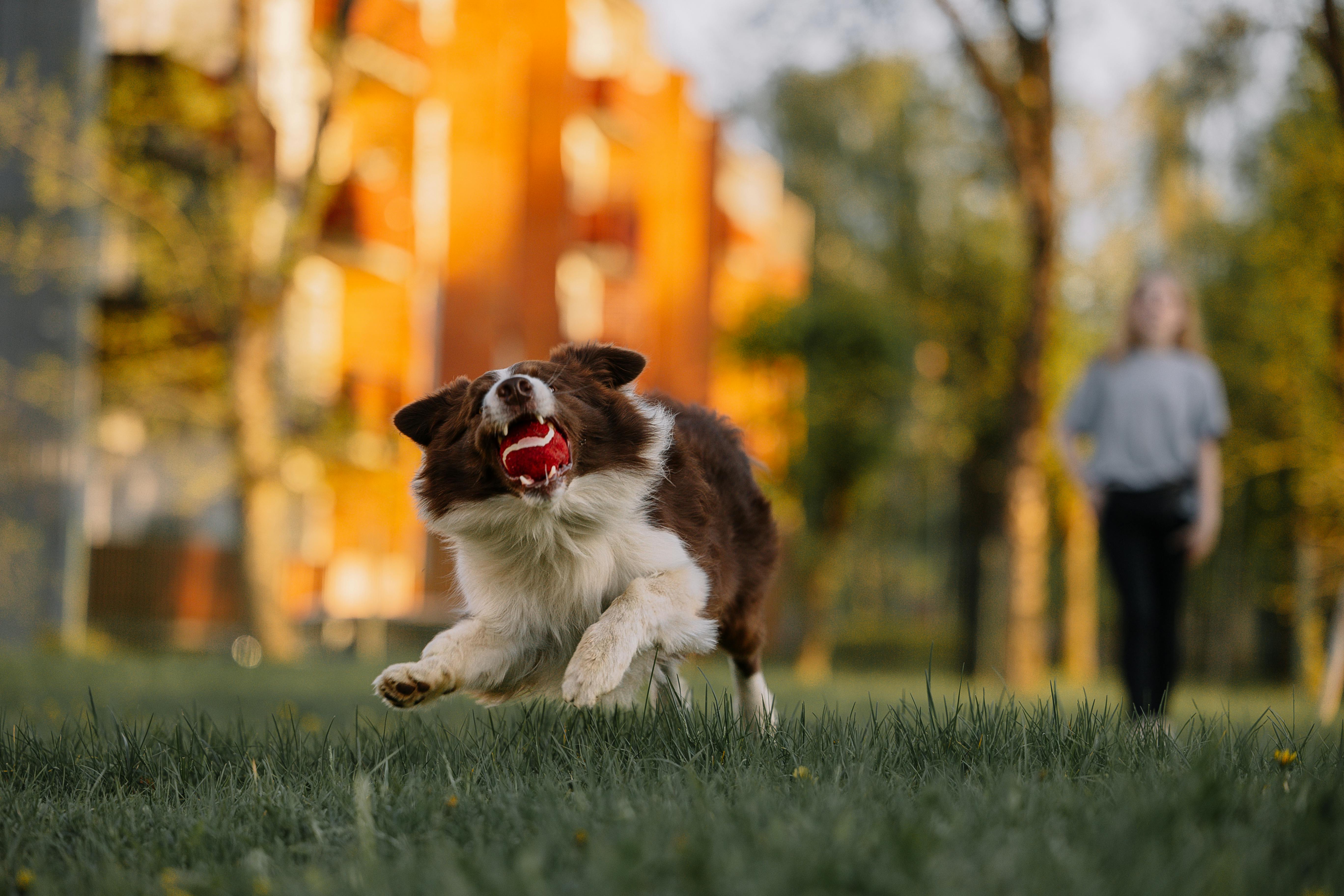Dog Catching Ball · Free Stock Photo