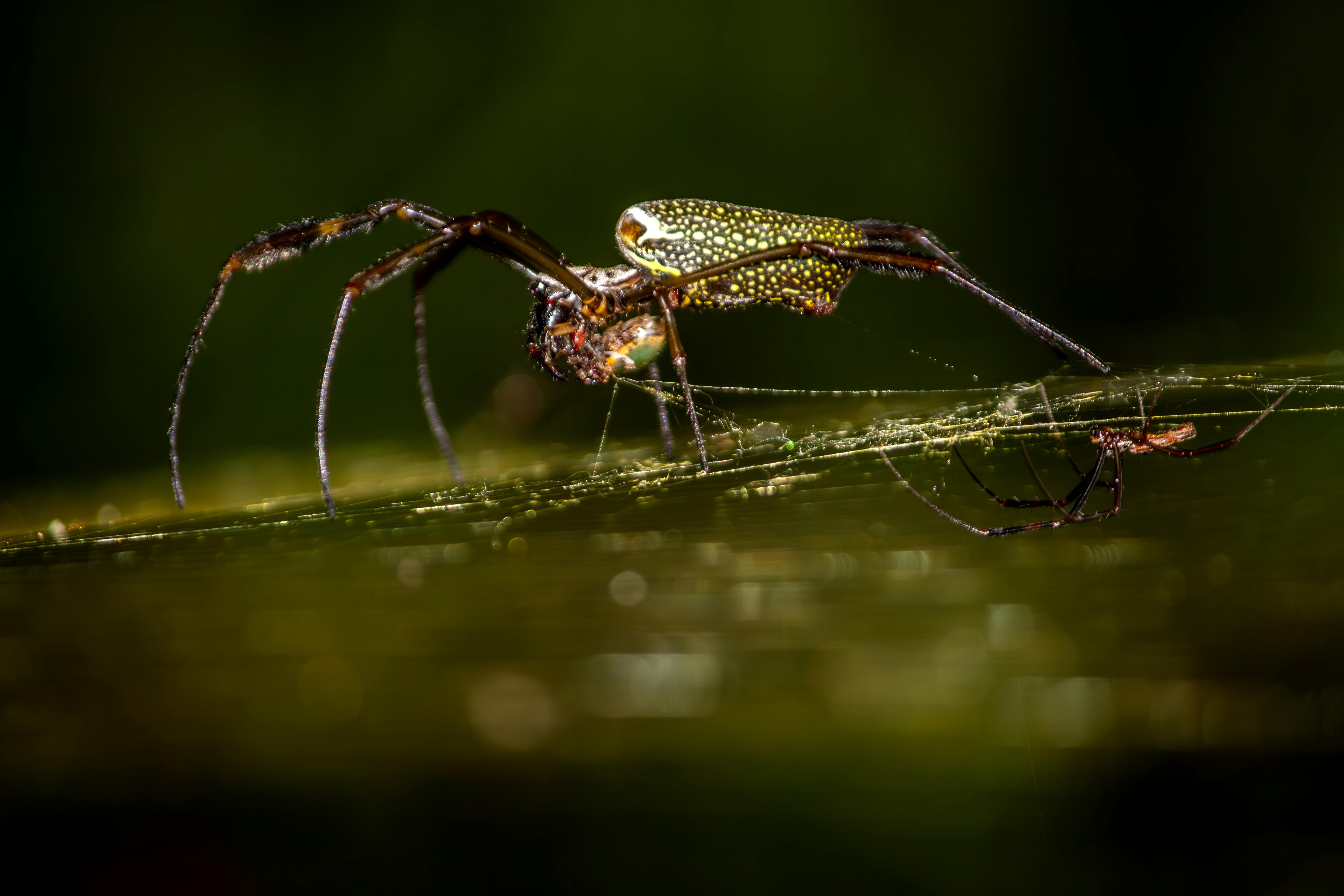Standing Spider on Web · Free Stock Photo