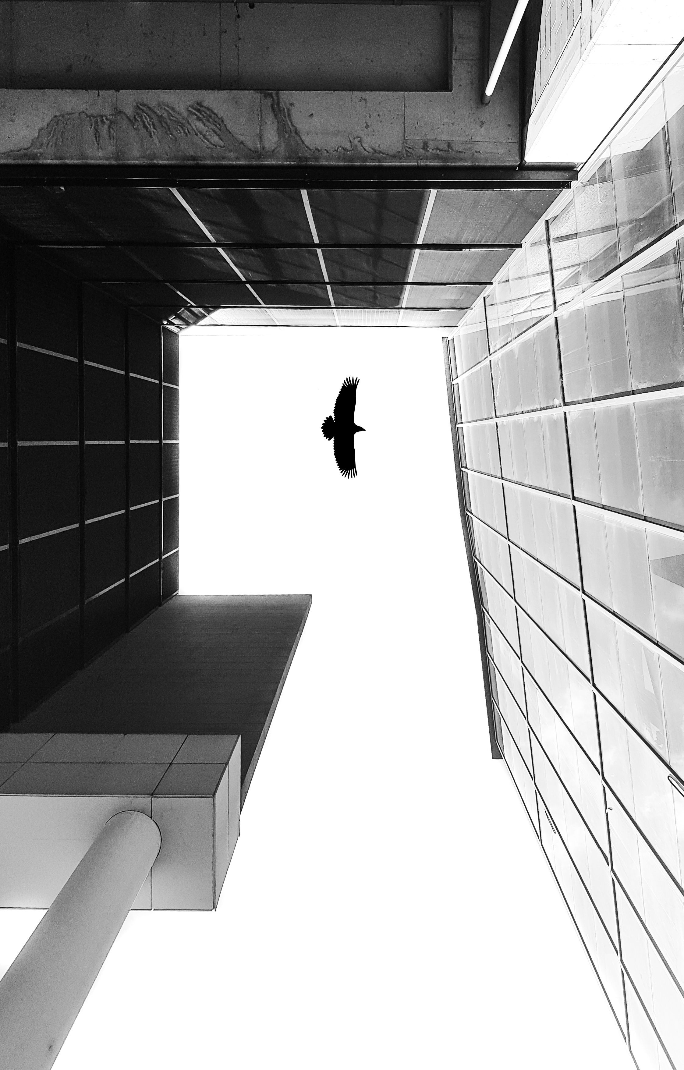 Bird Perspective Photos, Download The BEST Free Bird Perspective Stock ...