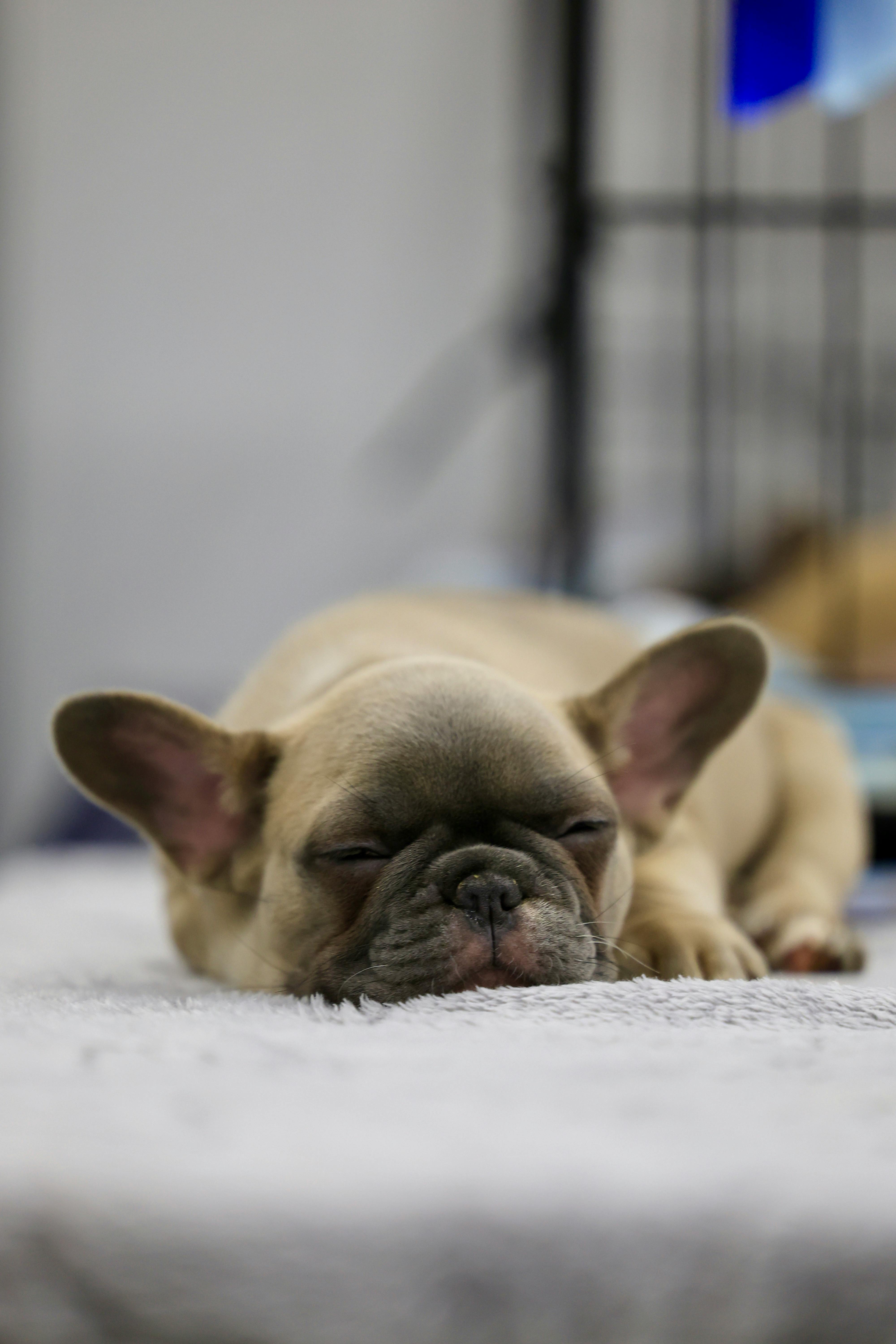 Horror Dog Photos, Download The BEST Free Horror Dog Stock Photos & HD ...