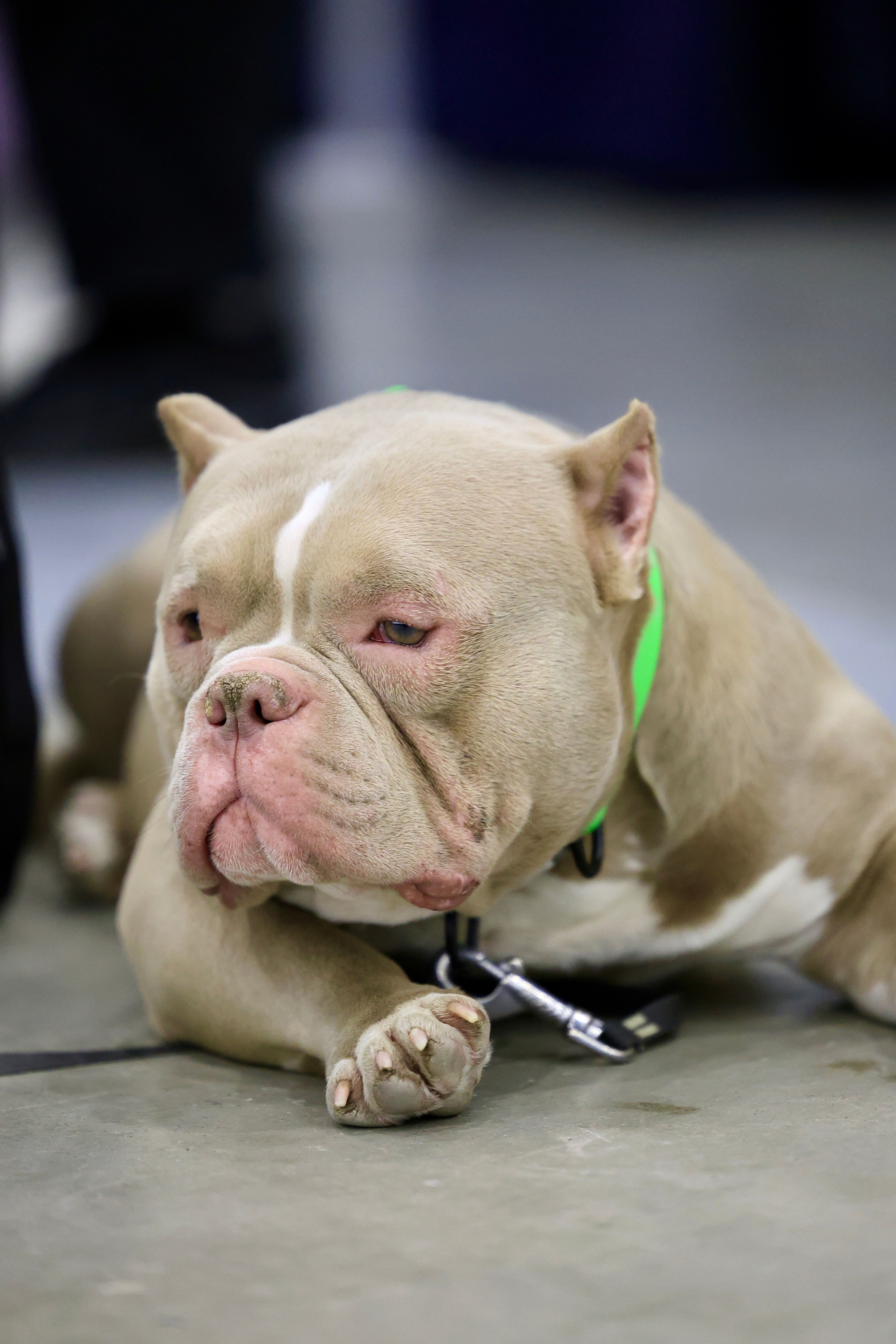 Lying American Bully at a Dog Show · Free Stock Photo